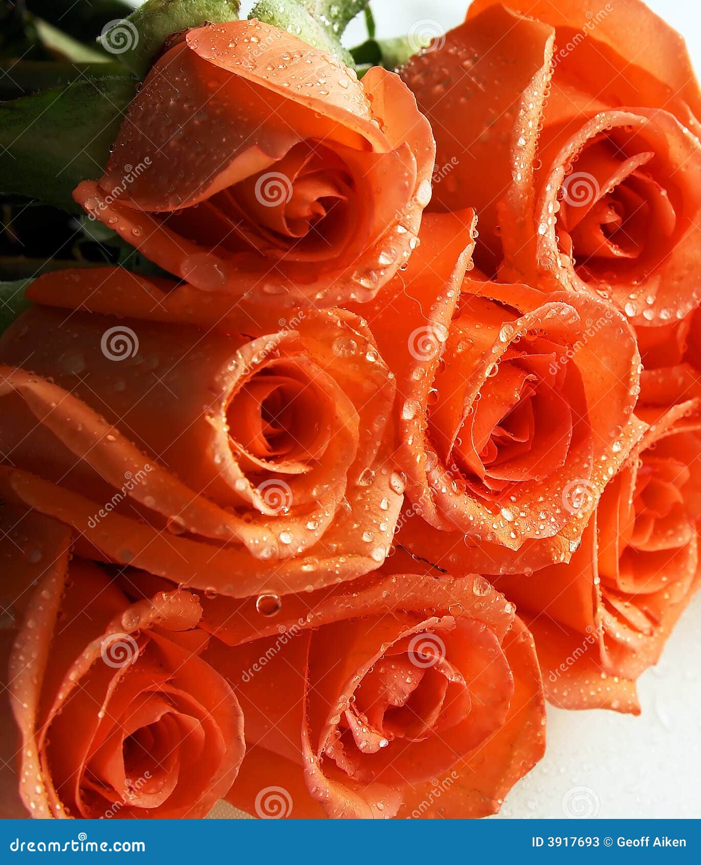 Stack of coral roses stock image. Image of bunched, petals - 3917693