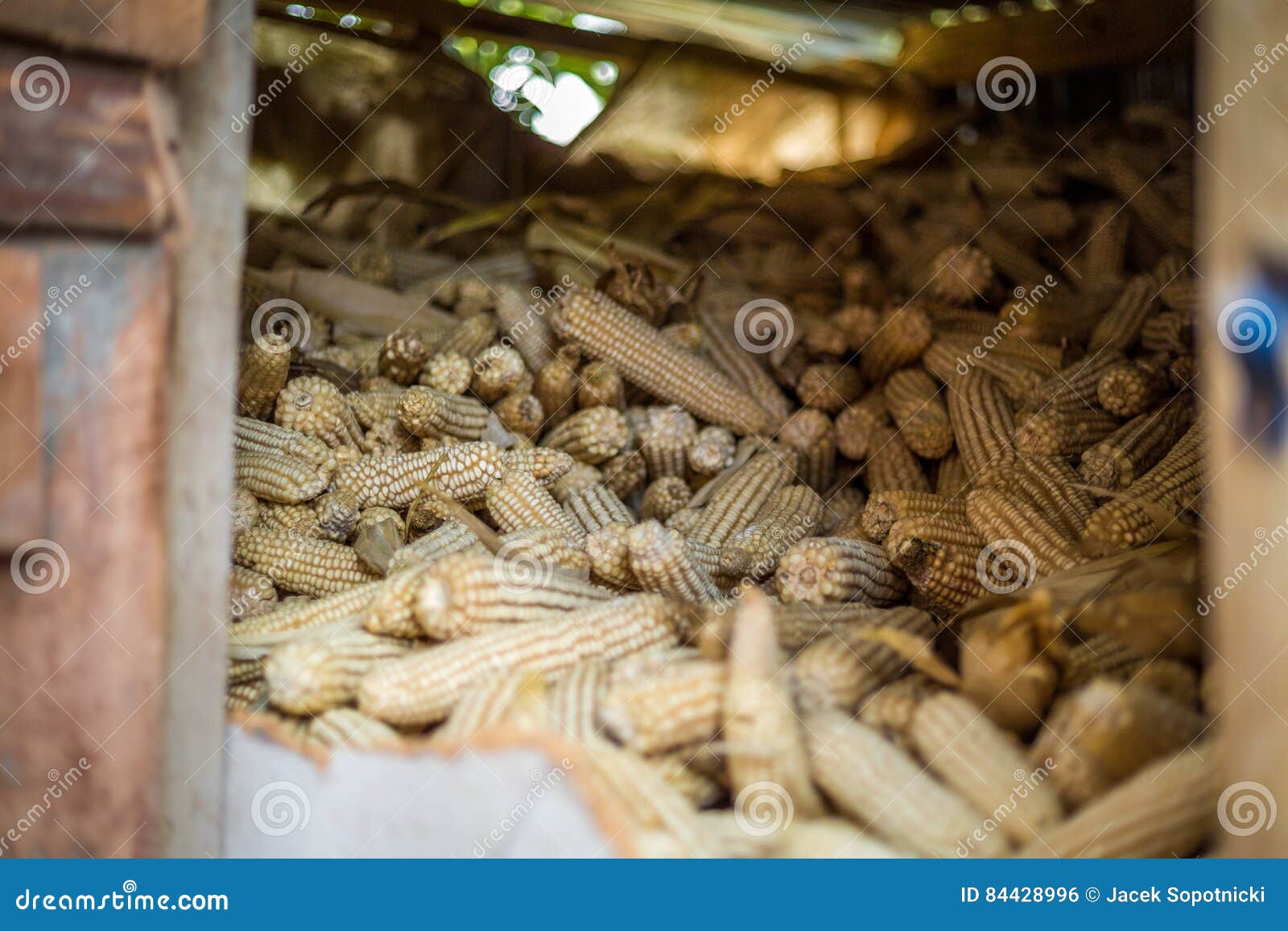 Stack of Corn Cobs in African Storeroom Stock Photo - Image of crop ...