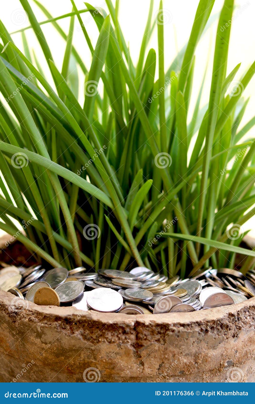 Stack of Currency Coin in Flower Pot with Green Leaf Plant Stock Photo ...