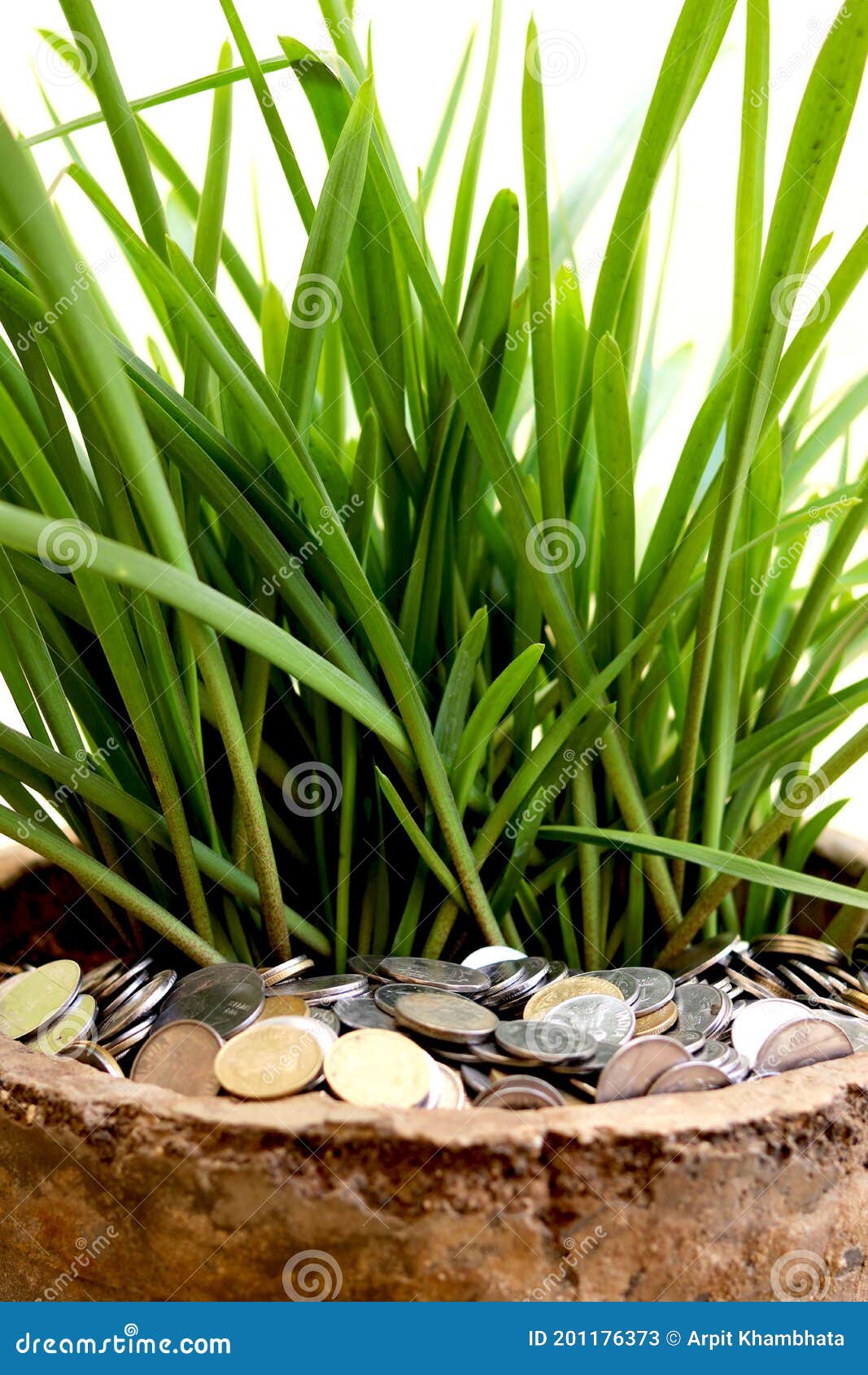 Stack of Currency Coin in Flower Pot with Green Leaf Plant Stock Image ...
