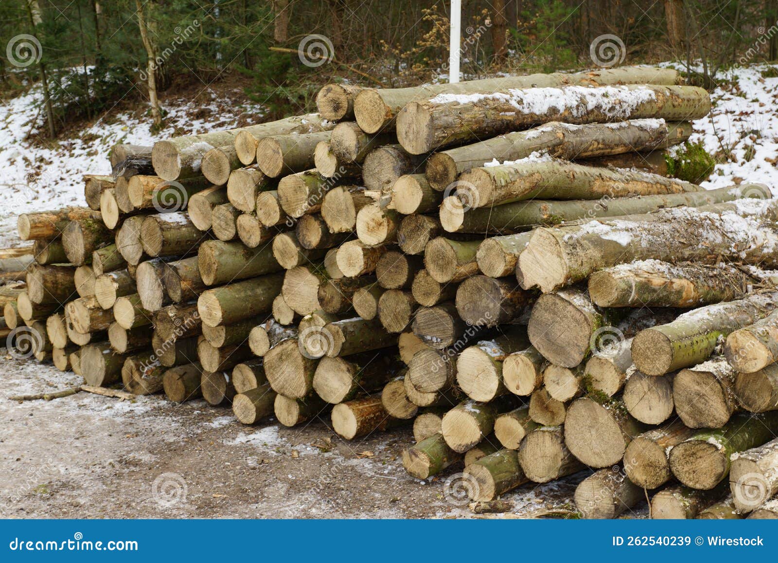 Stack of Cut Lumber in a Forest Stock Image - Image of stack, industry ...