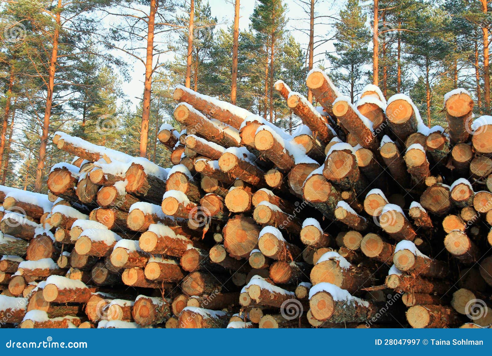 Stack of Cut Pine Logs in Winter Pine Forest Stock Image - Image of ...