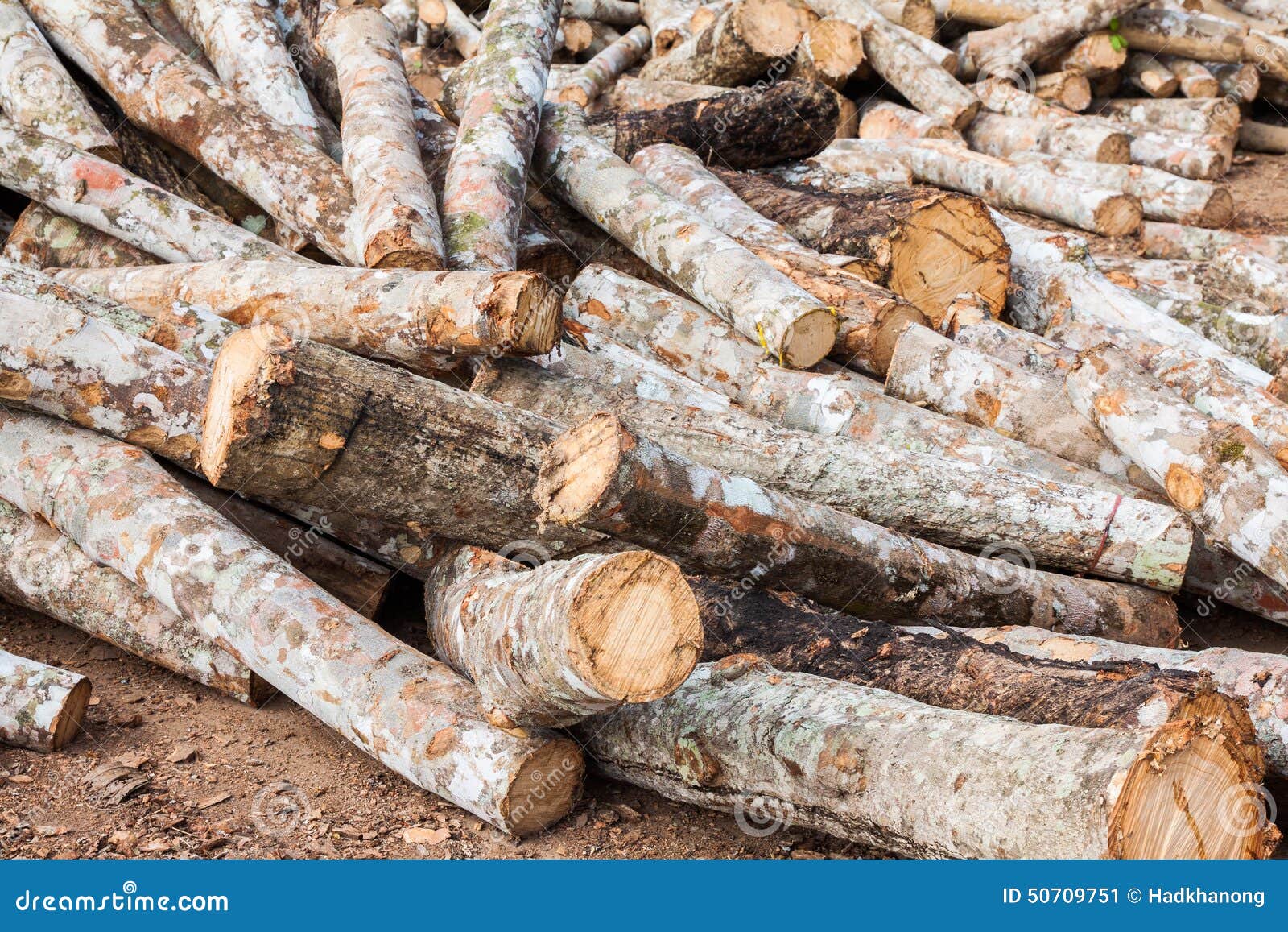 Stack of cut rubber tree stock image. Image of stack - 50709751