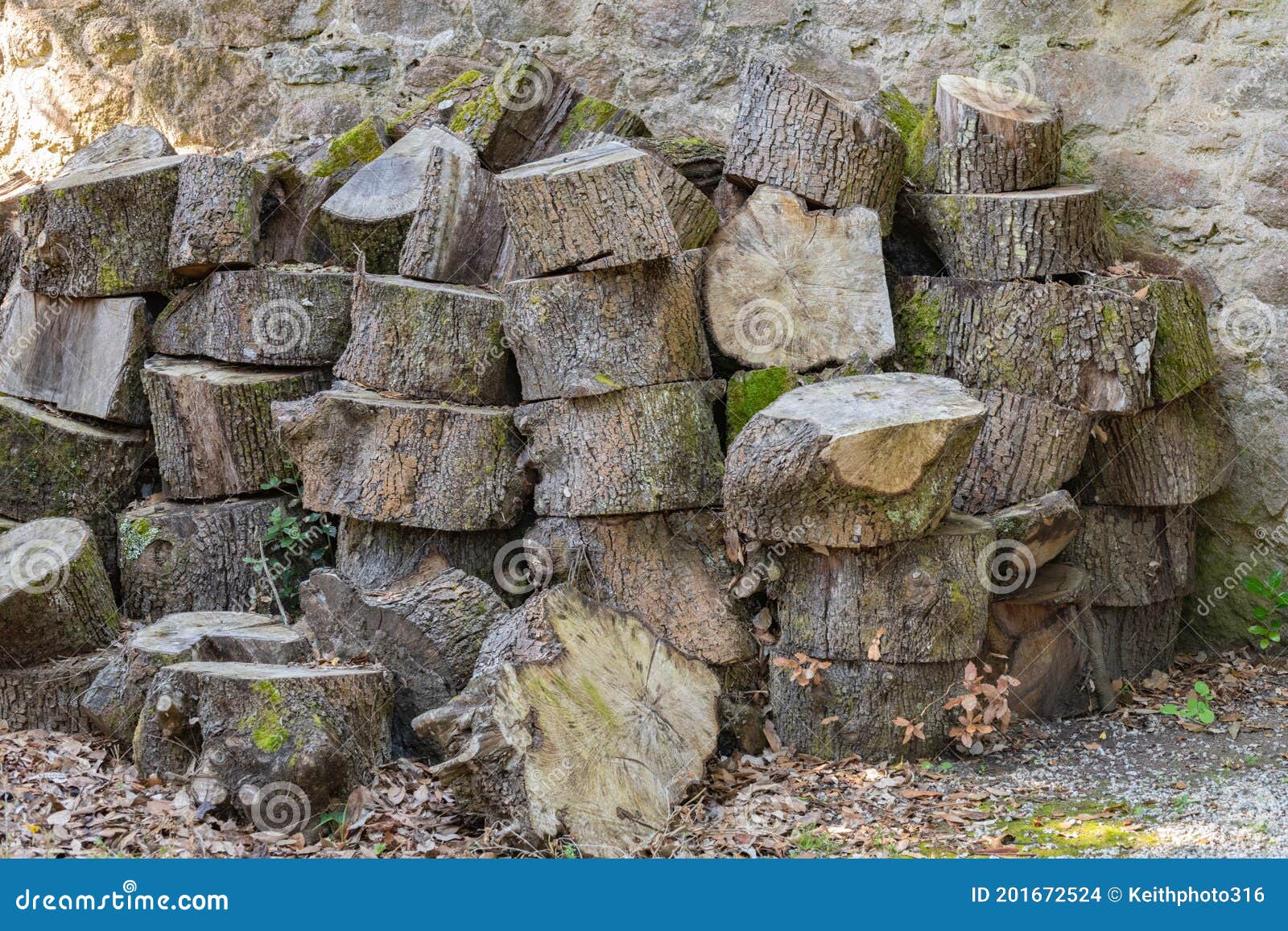 Stack of cut tree stumps stock photo. Image of geology - 201672524