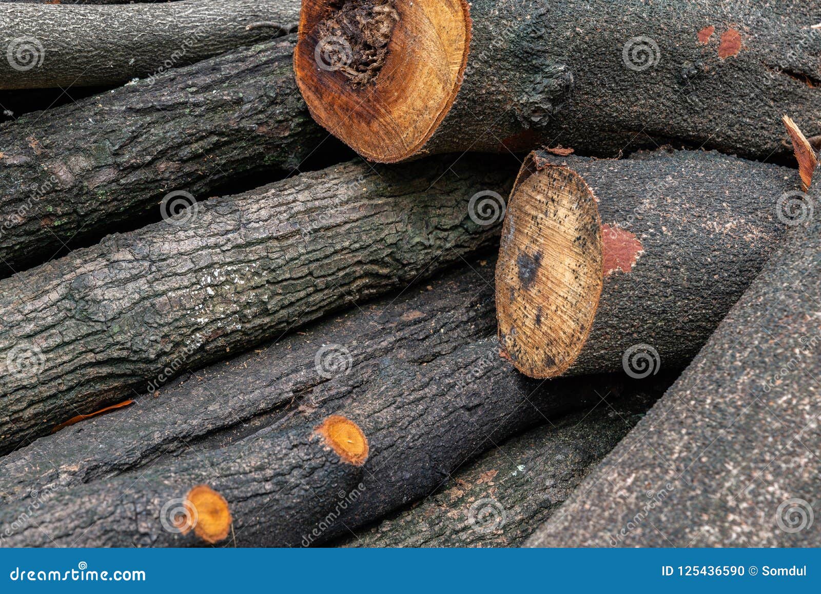 Stack of Cut Tree Trunks Lying on Ground. Stock Photo - Image of pile ...