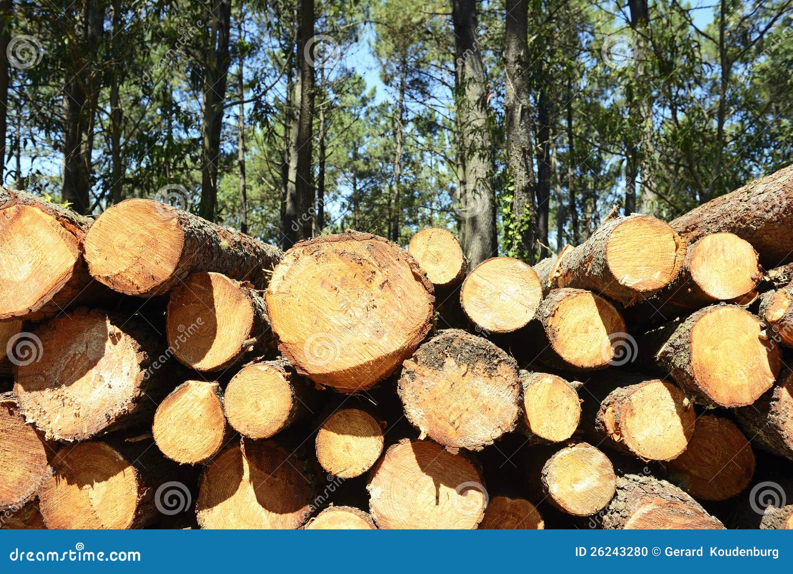 Stack of Cut Trees in Forest Stock Photo - Image of ecology, natural ...