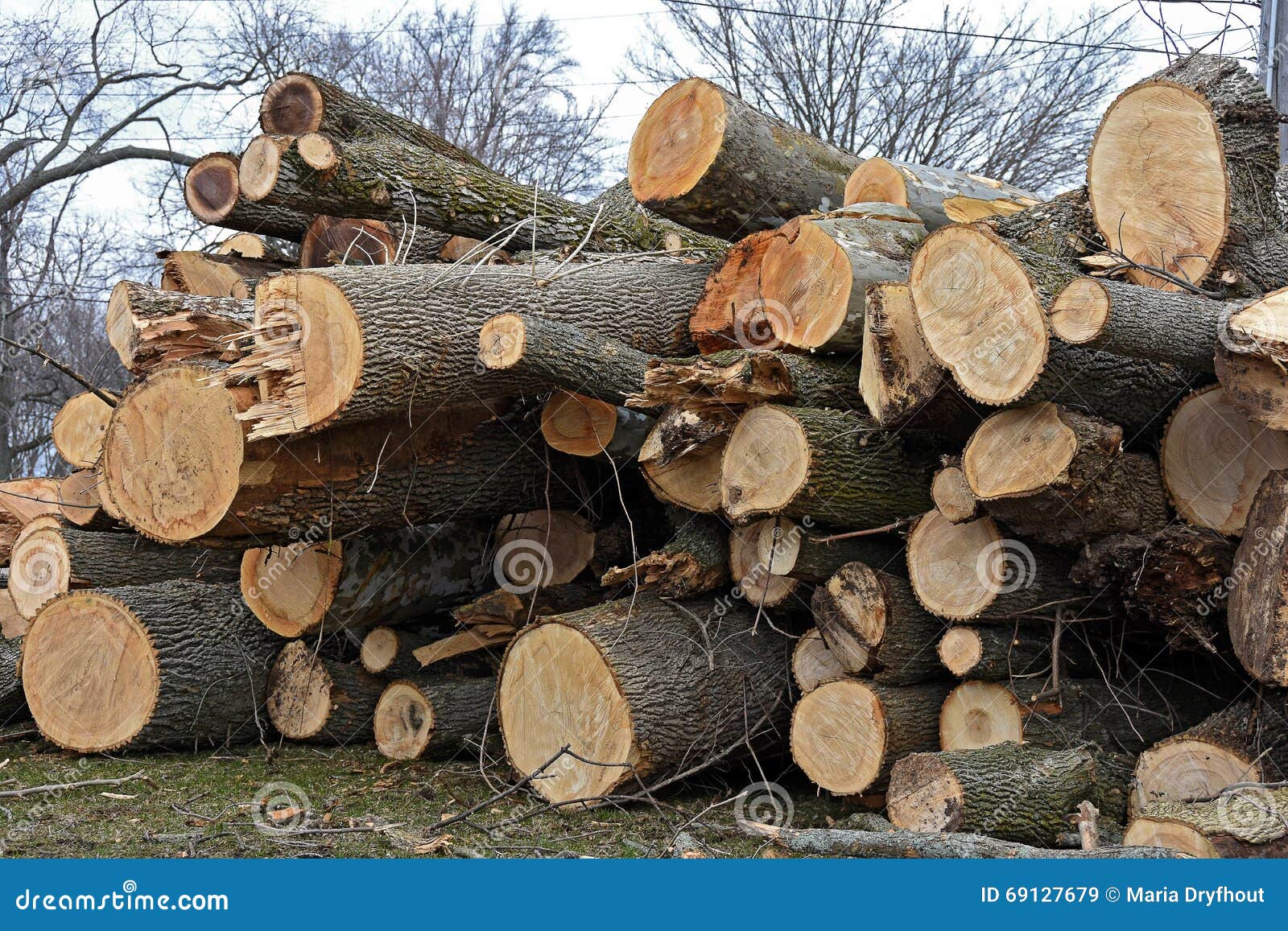 Stack of cut trees stock image. Image of splinter, pile - 69127679