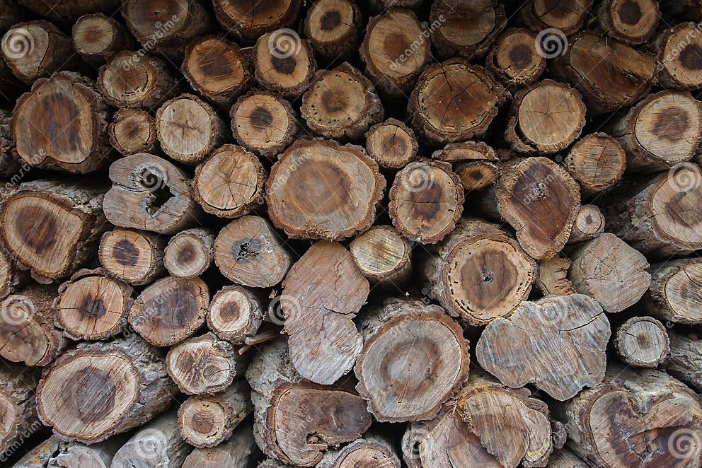 The Stack of Cut Trees Overlaps Stock Photo - Image of stack, tree ...