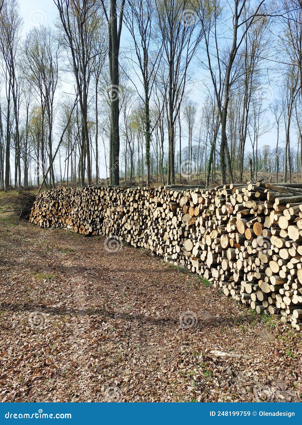 Cutted Trees Royalty-Free Stock Photography | CartoonDealer.com #43960187