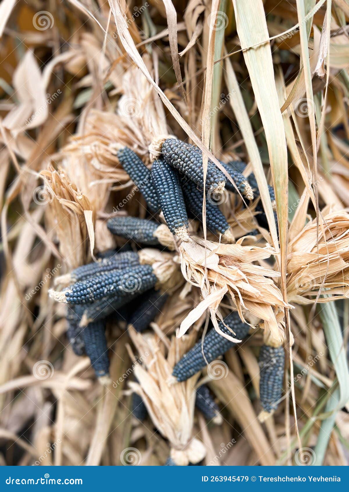 Stack of dry black corn stock image. Image of background - 263945479