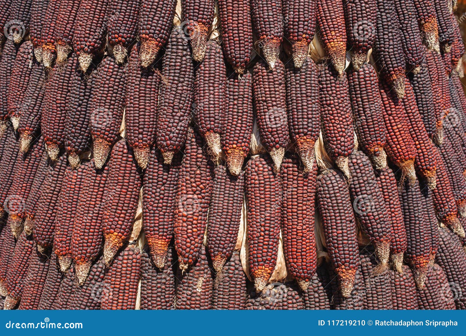 Stack of Dry Black Corn Stack Stock Photo - Image of agriculture ...