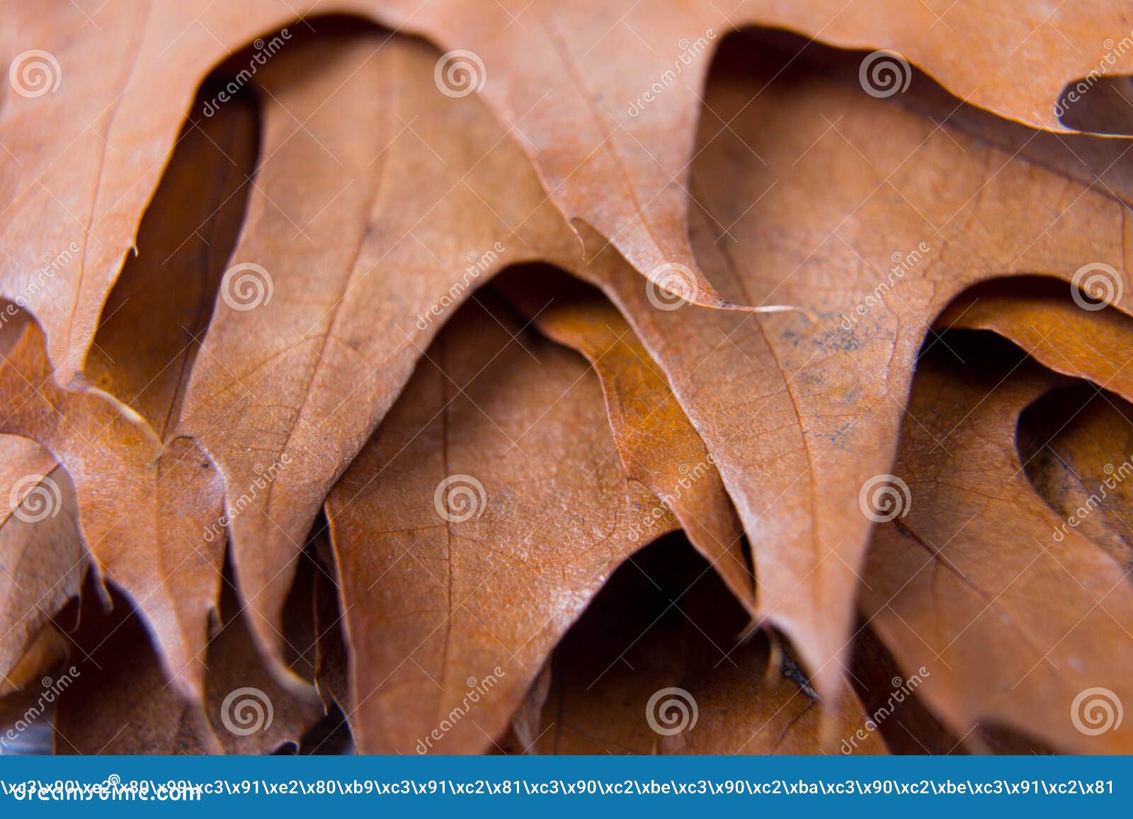 A Stack of Dry Brown Leaves. Stock Image - Image of colorful, park ...