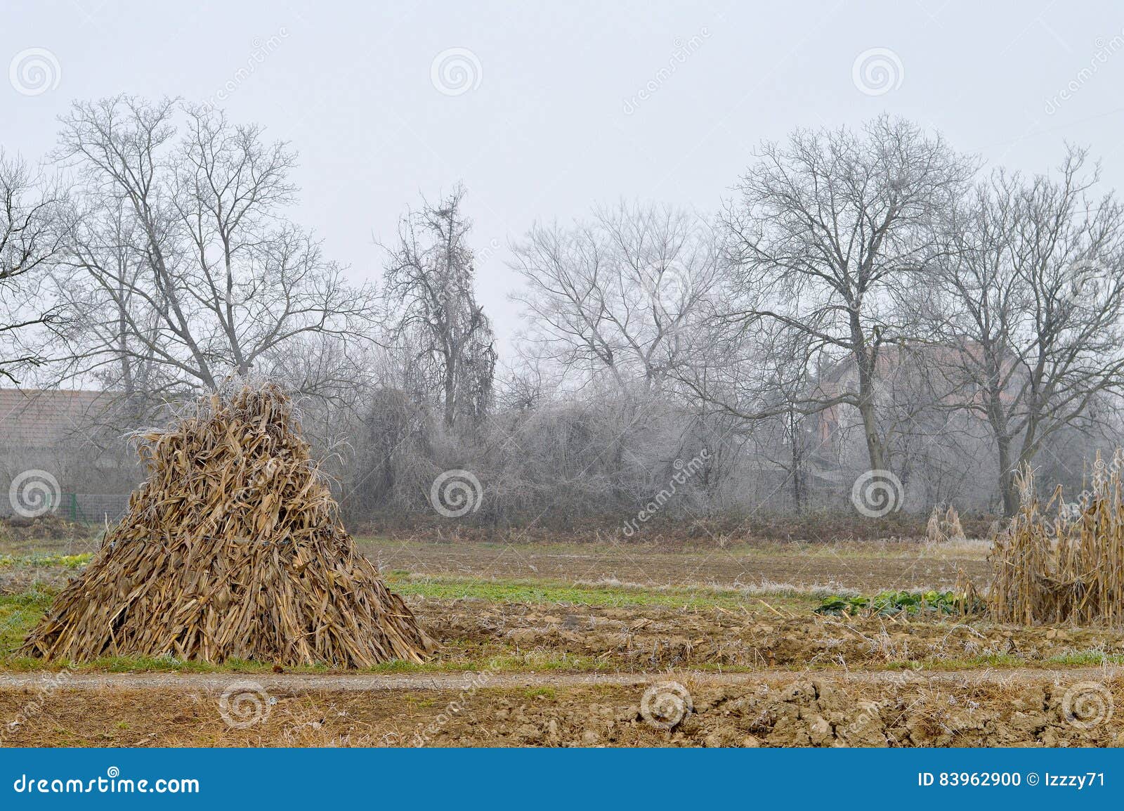 Stack of Dry Corn Stalks in the Field Stock Photo - Image of maize ...