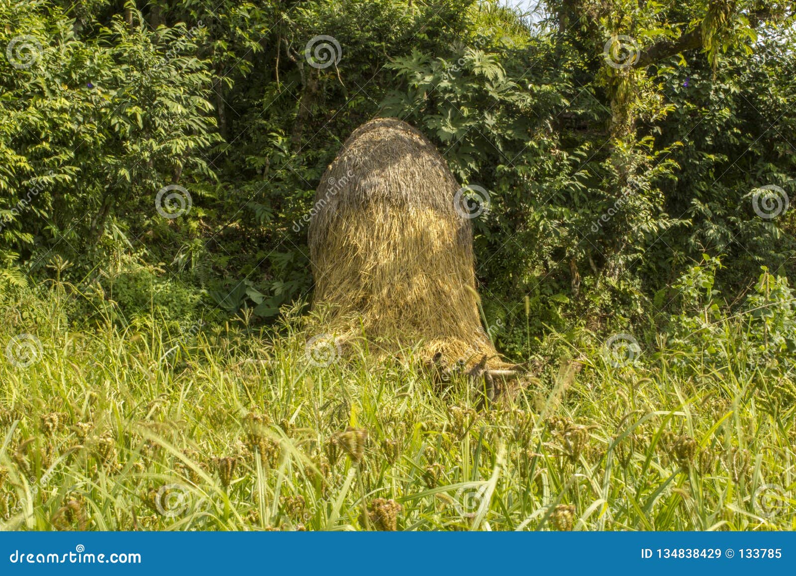 Stack of Dry Hay Stands in the Shade of Green Trees in a Fresh Field ...