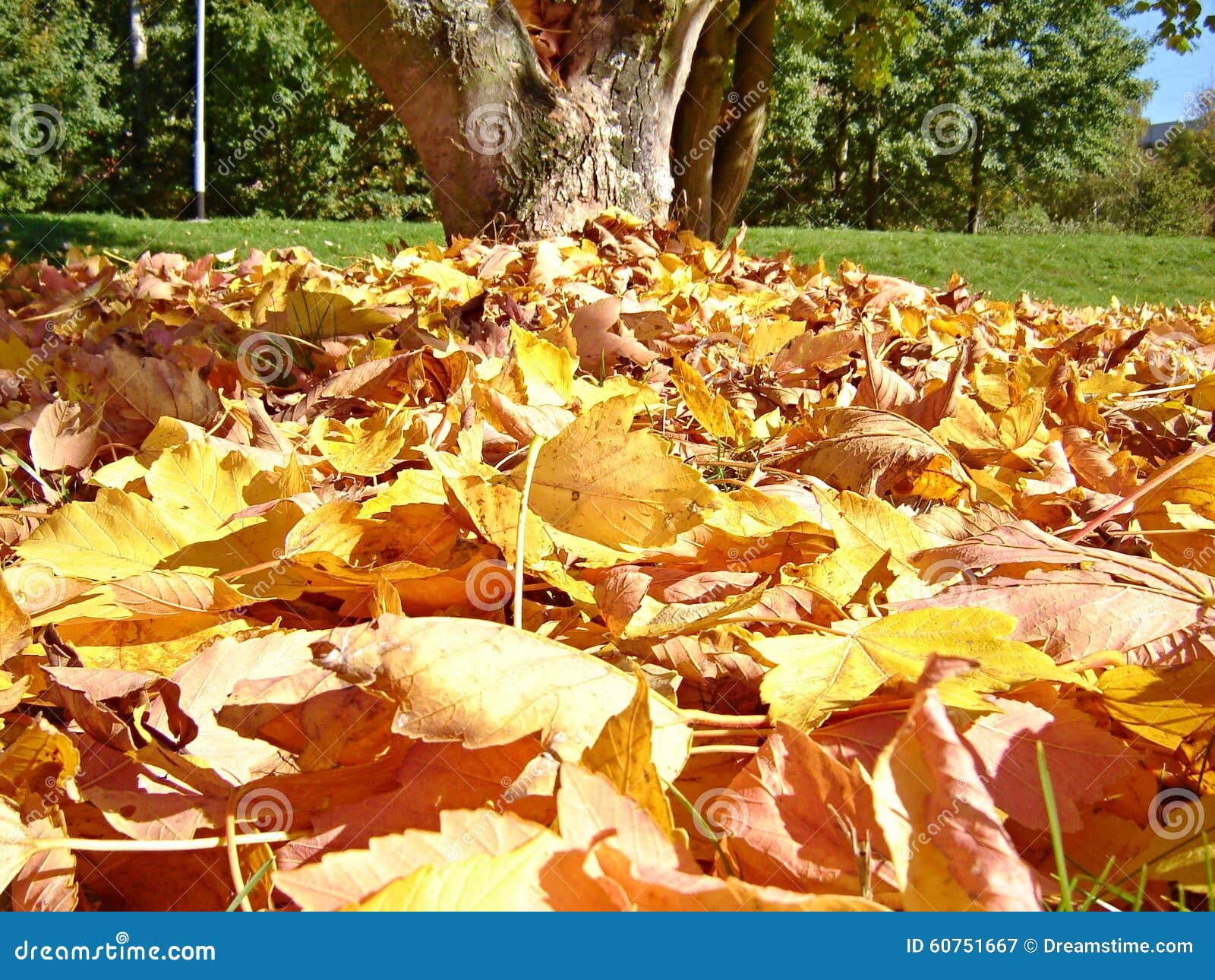 Stack of Dry Leaves Under the Tree Stock Image - Image of leaf, autumn ...