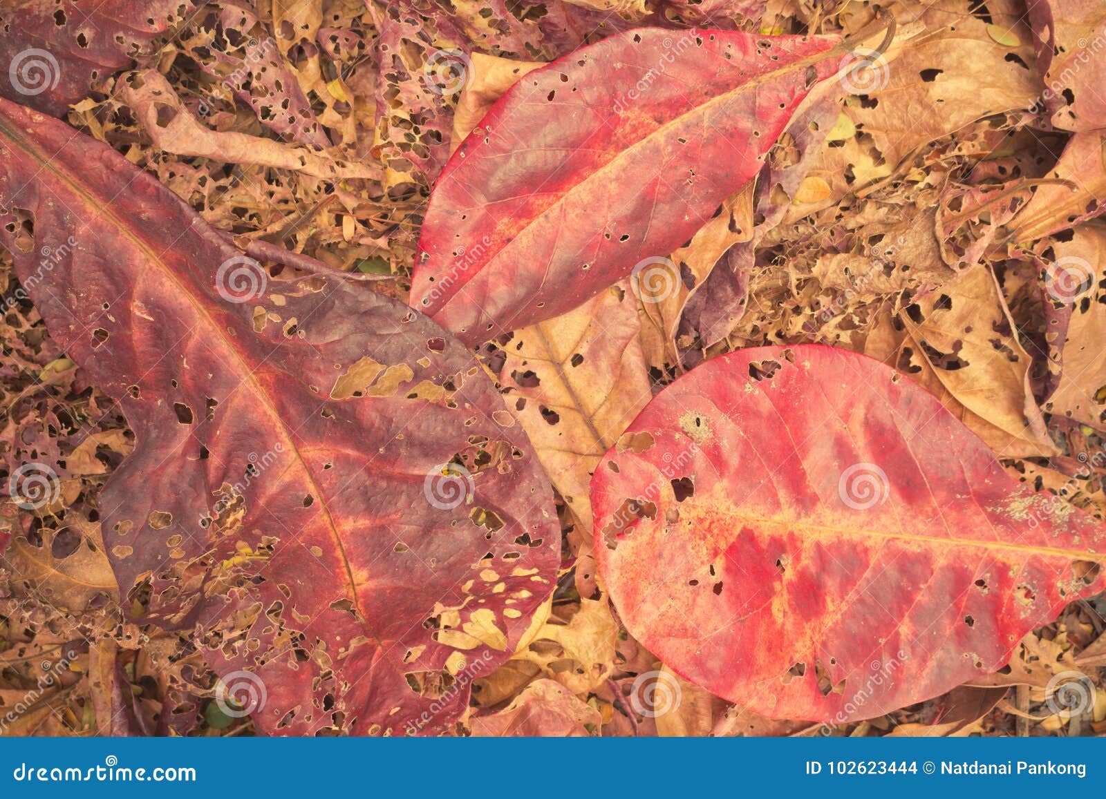 Stack of Dry Leaves in Winter Stock Photo - Image of macro, closeup ...