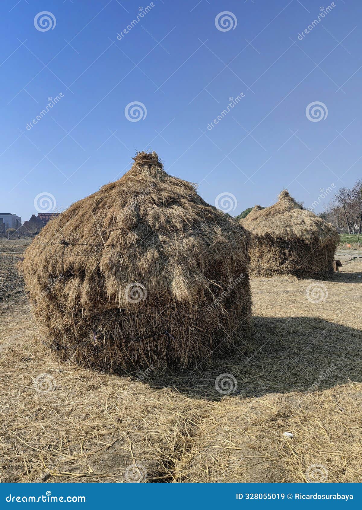 Stack of Dry Rice Straw, Rural Scene Stock Image - Image of plant ...