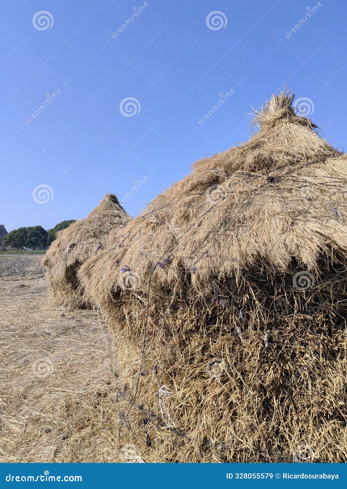 Stack of Dry Rice Straw, Rural Scene Stock Image - Image of nature ...