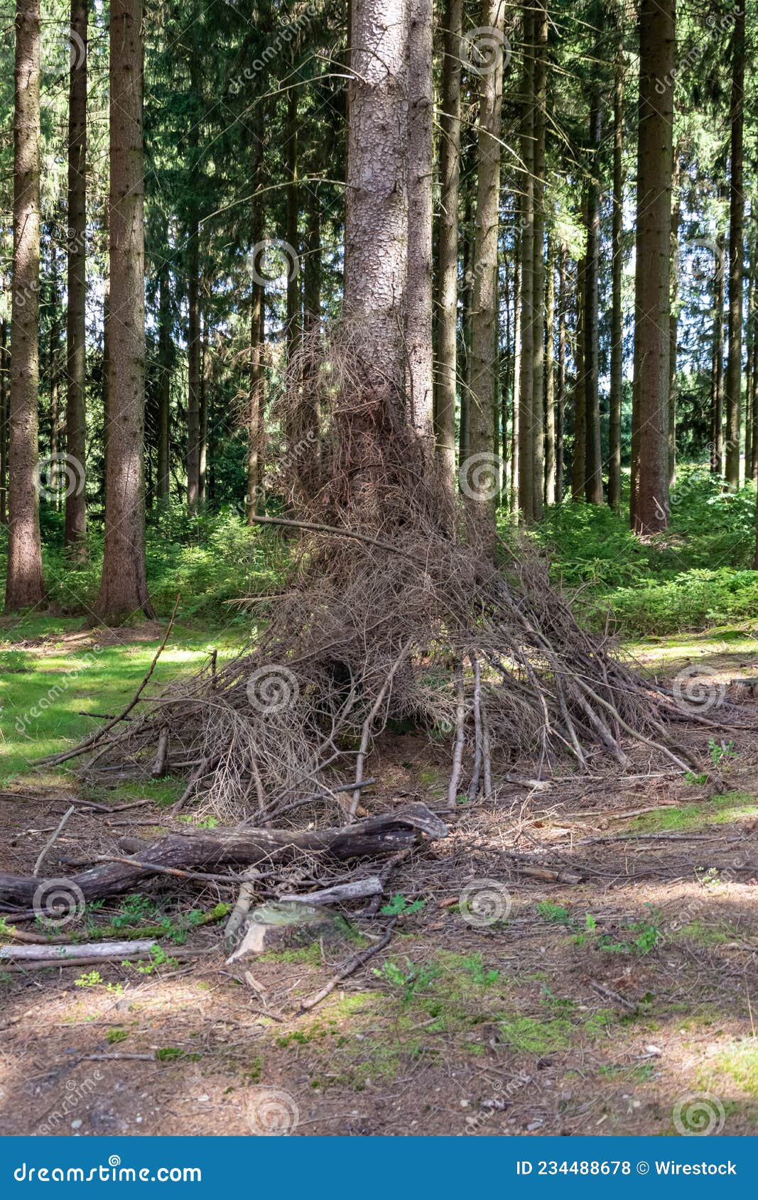 Stack of Dry Tree Branches and Twigs on the Ground in the Woodland ... Stack of Dry Tree Branches and Twigs on the Ground in the Woodland ...