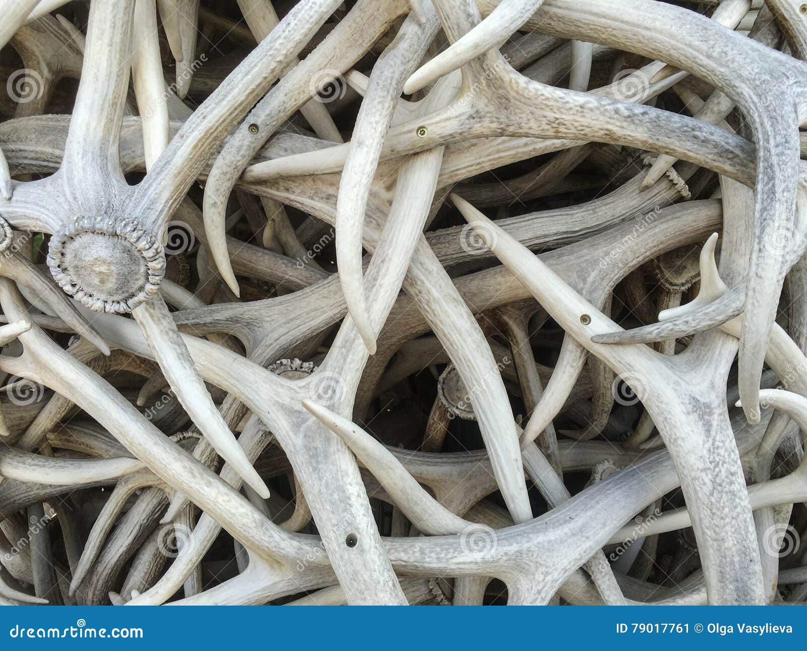 Wild Spike Moose Stock Photos - Free & Royalty-Free Stock Photos from ...