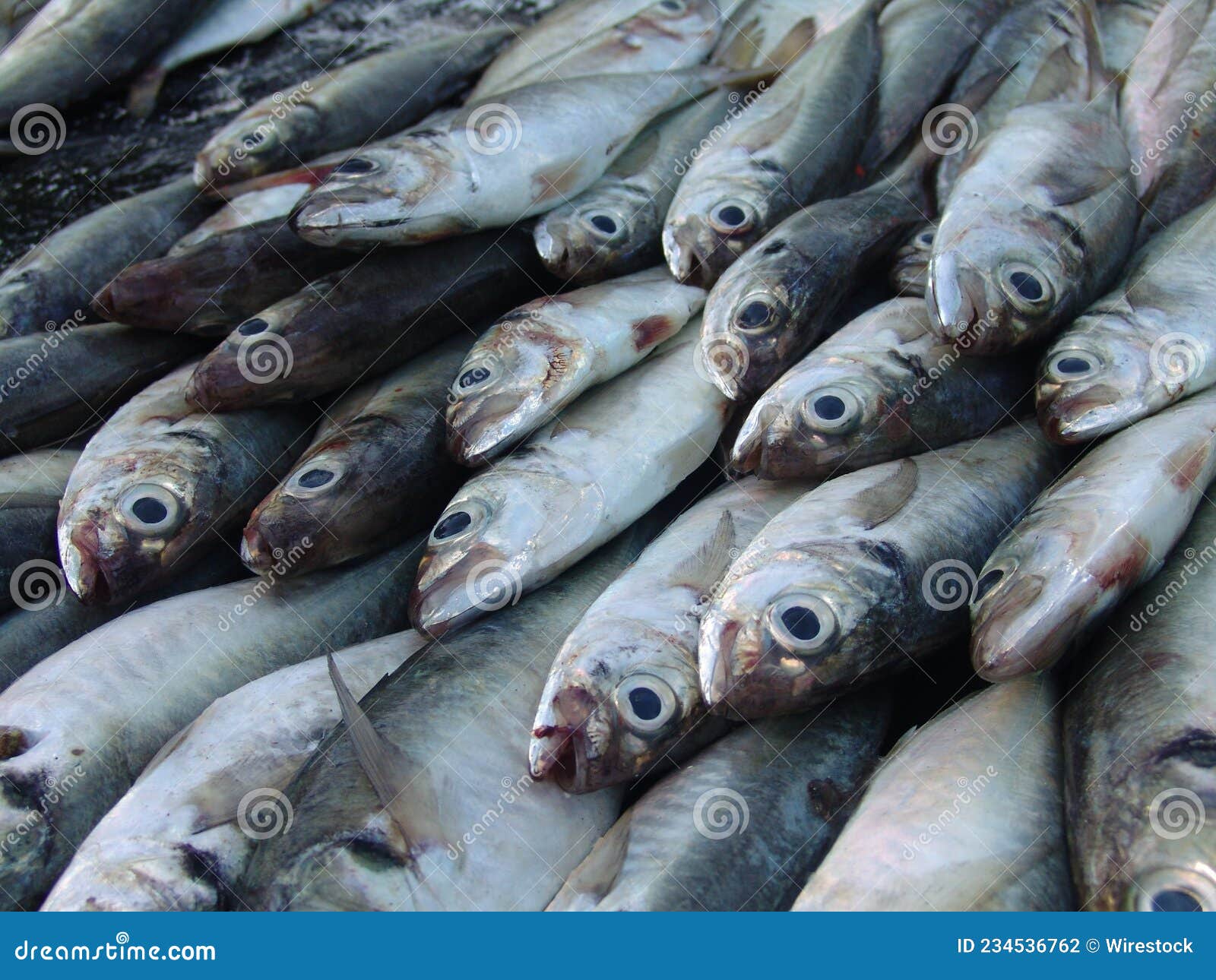 Stack of European Anchovy Fish Stock Photo - Image of nature, fish ...