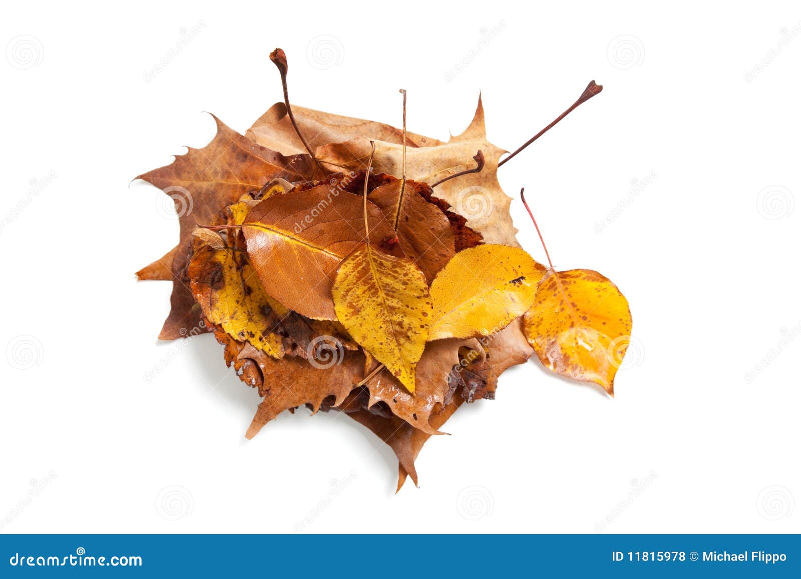 Stack of Fall Leaves on White Stock Photo - Image of fall, leaf: 11815978