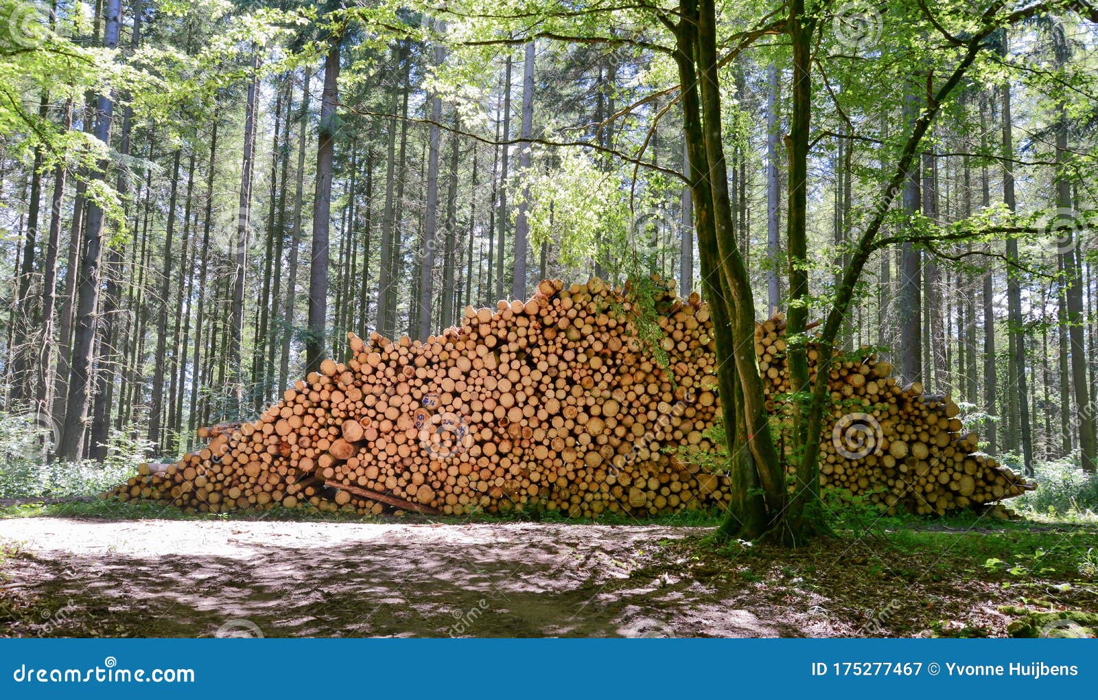Stack of Felled Tree Trunks in a Forest in Luxembourg Stock Image ...