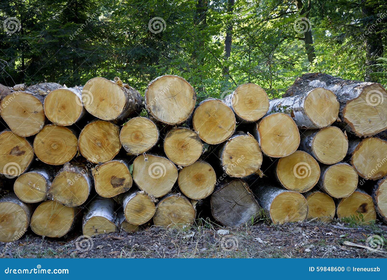 A Stack of Felled Trees in the Forest Stock Photo - Image of timber ...