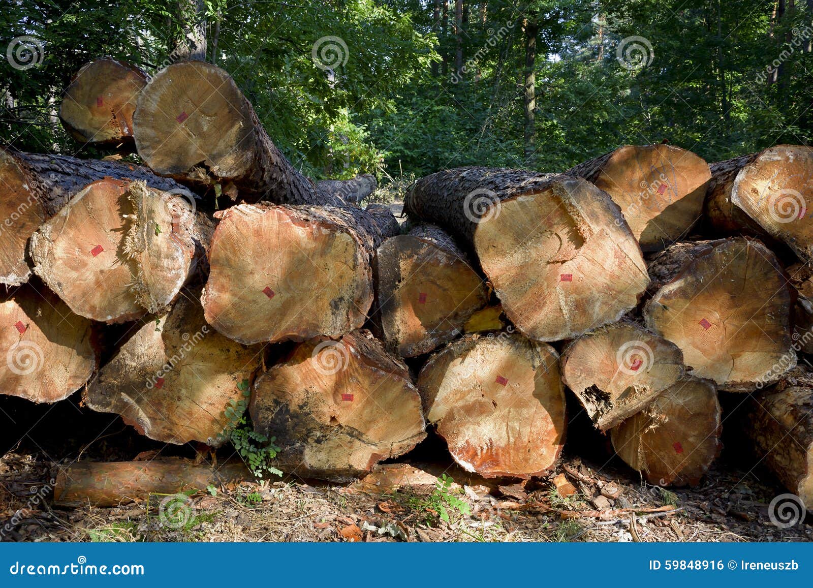 A Stack of Felled Trees in the Forest Stock Photo - Image of tree ...