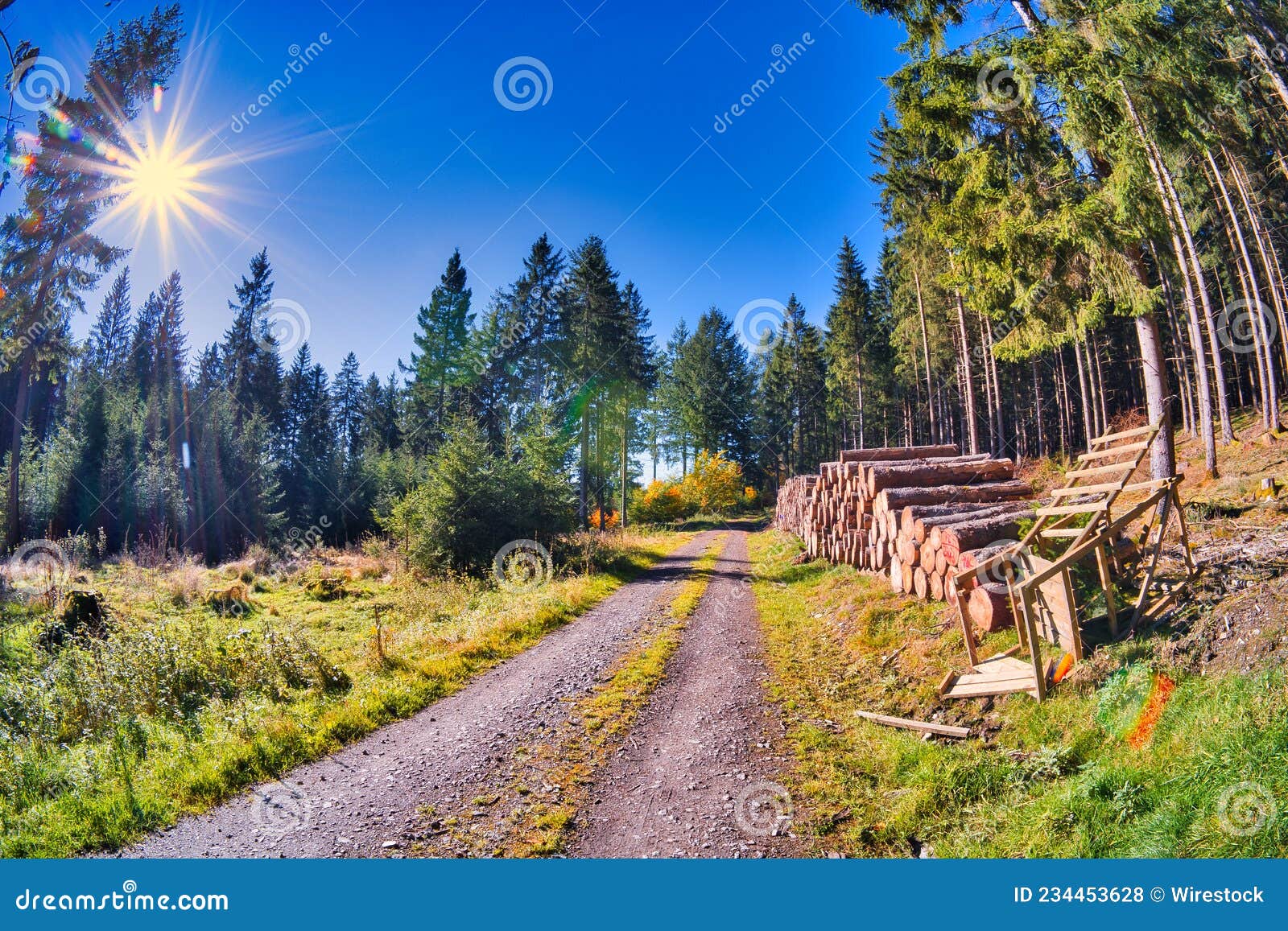 Stack of Firewood in the Forest in Autumn Stock Photo - Image of ...