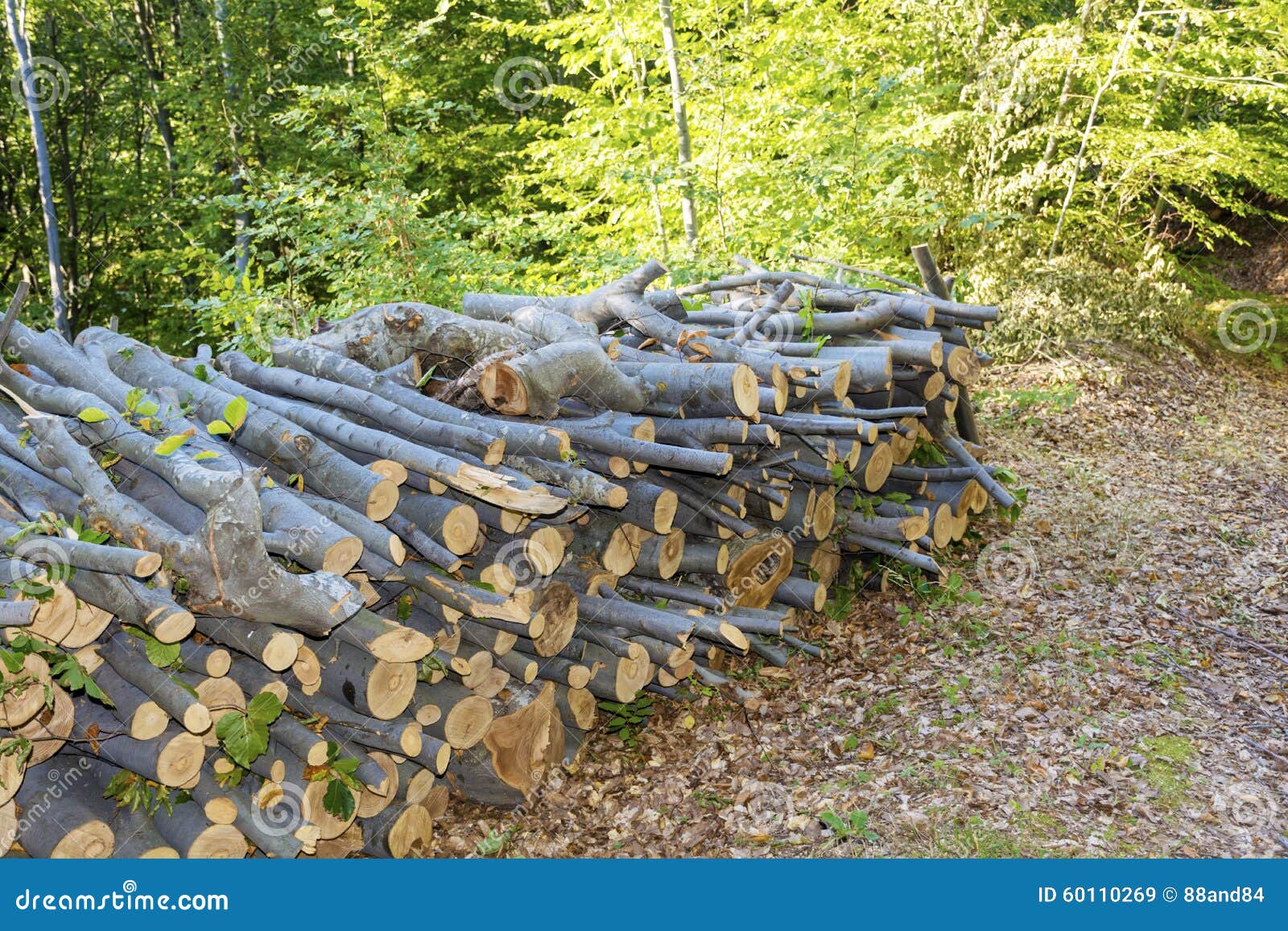 Stack Of Firewood In The Forest Stock Image - Image of heap, forest ...