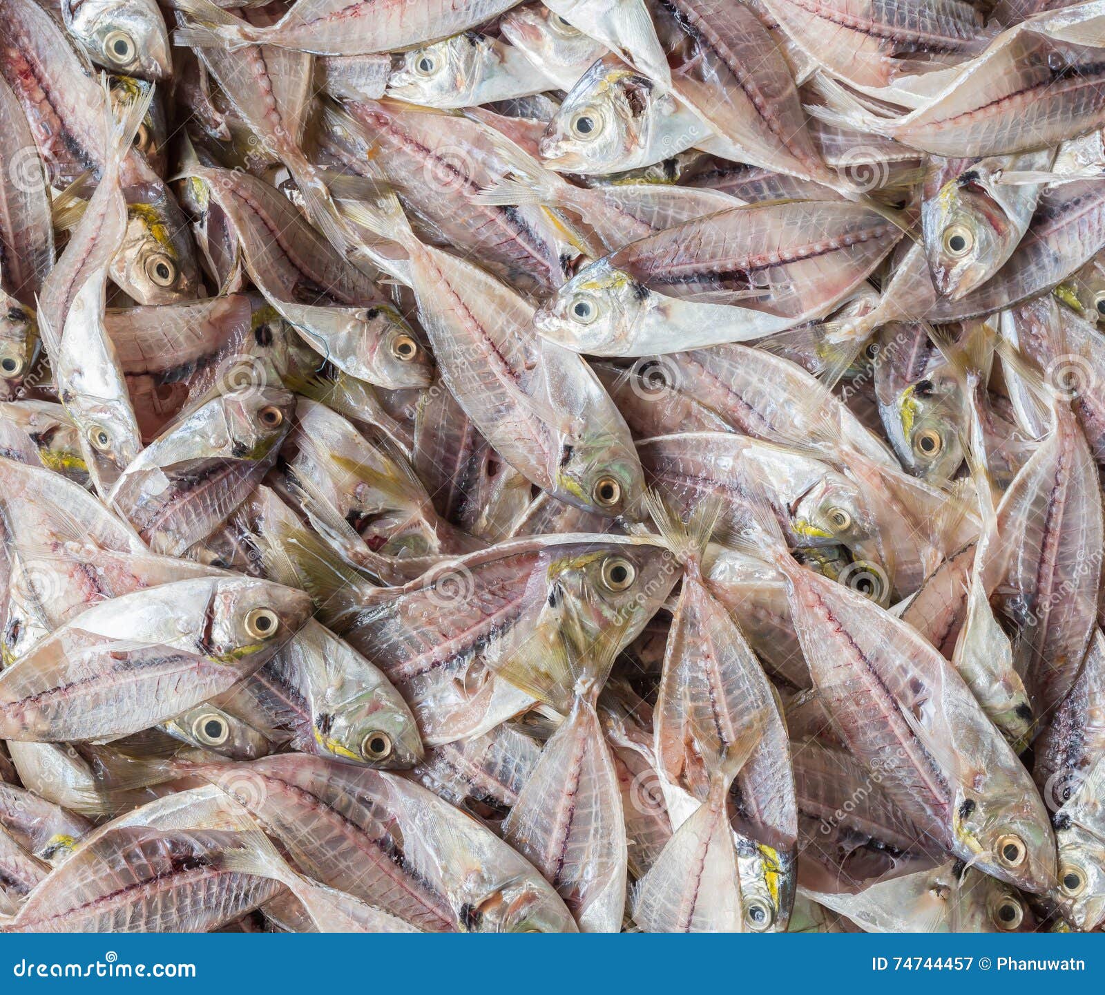 Stack of Fish Skeleton after Filleting Stock Image - Image of fishing ...