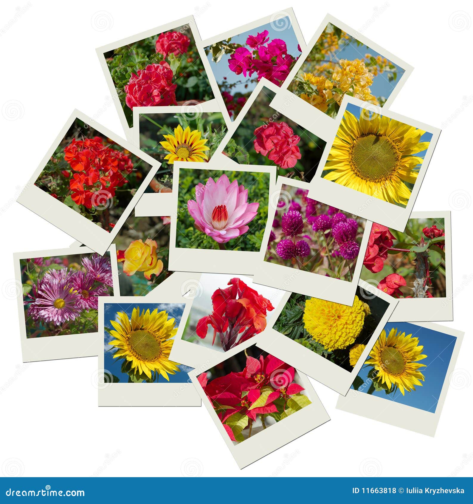 Stack Of Flower Shots Collage Background Royalty-Free Stock Image ...