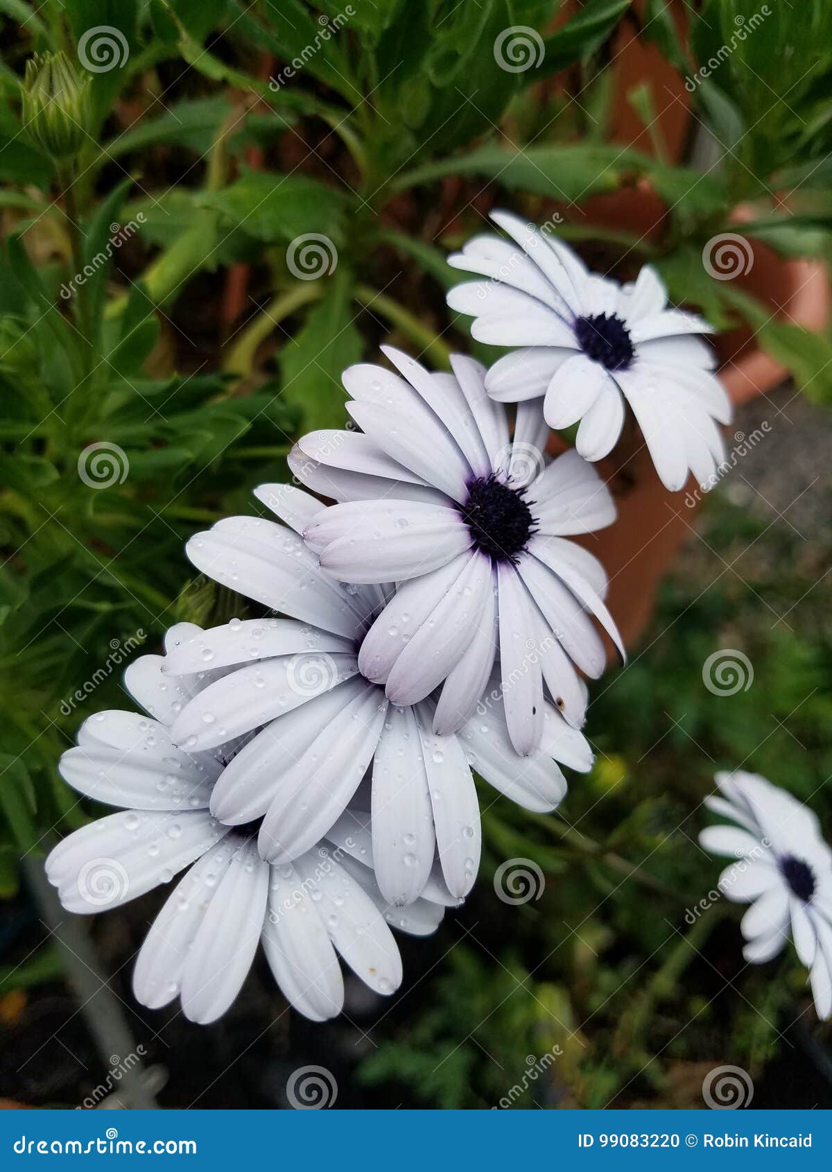 Stack of flowers stock photo. Image of closeup, stack - 99083220