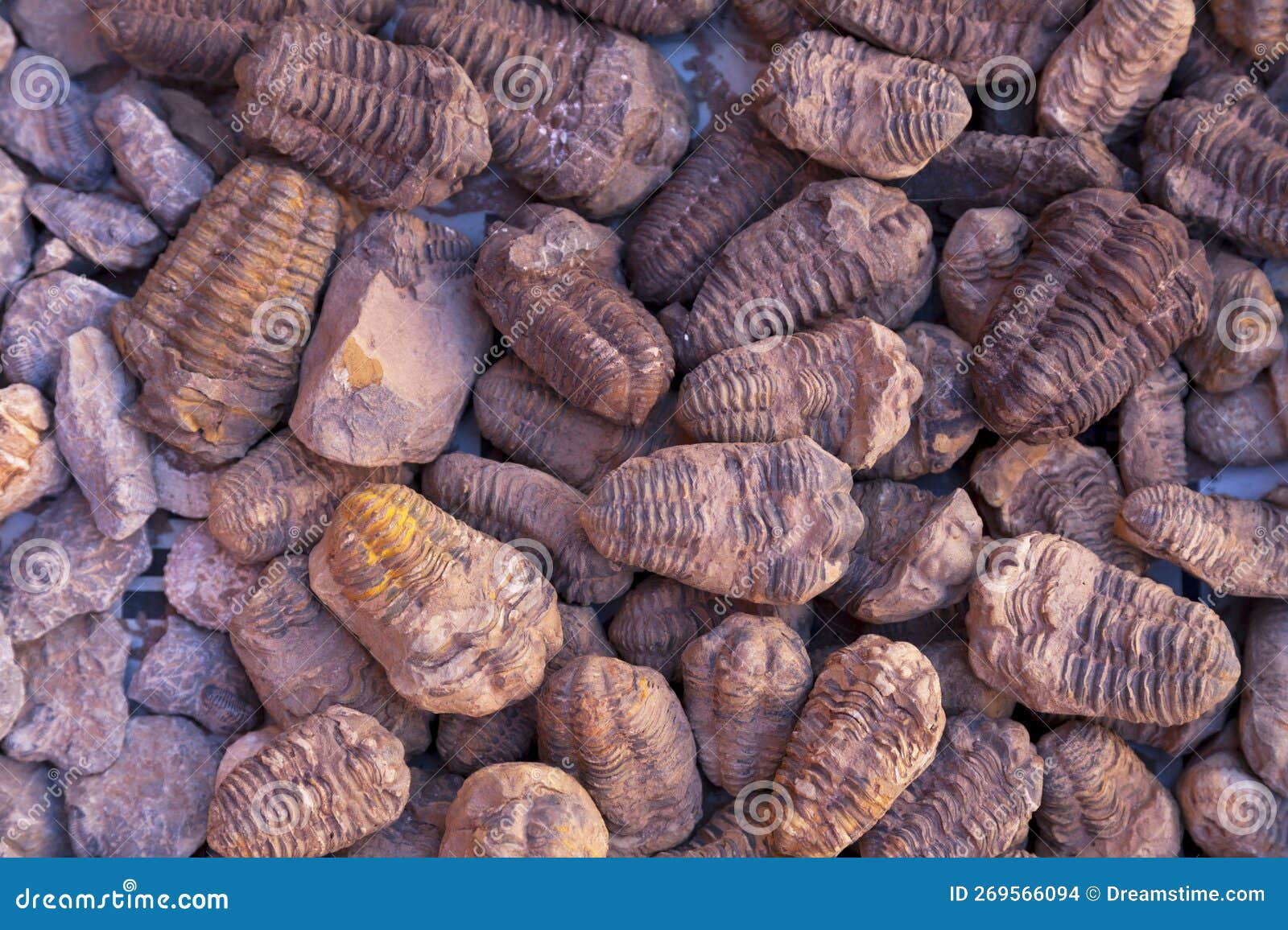 Stack of Fossils for Sale at a Moroccan Souk Stock Photo - Image of ...