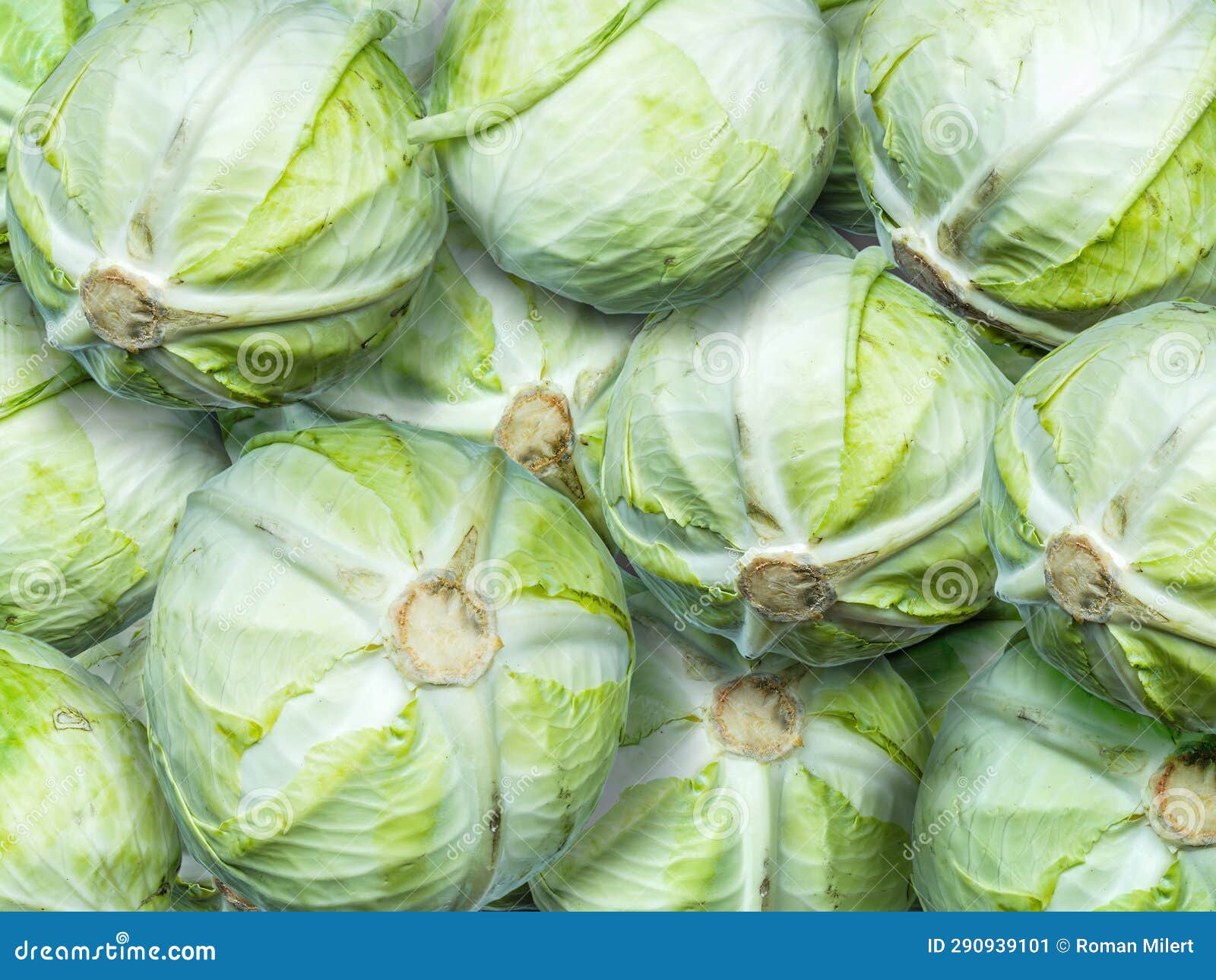 Stack of Fresh Cabbage Heads Stock Image - Image of green, freshness ...