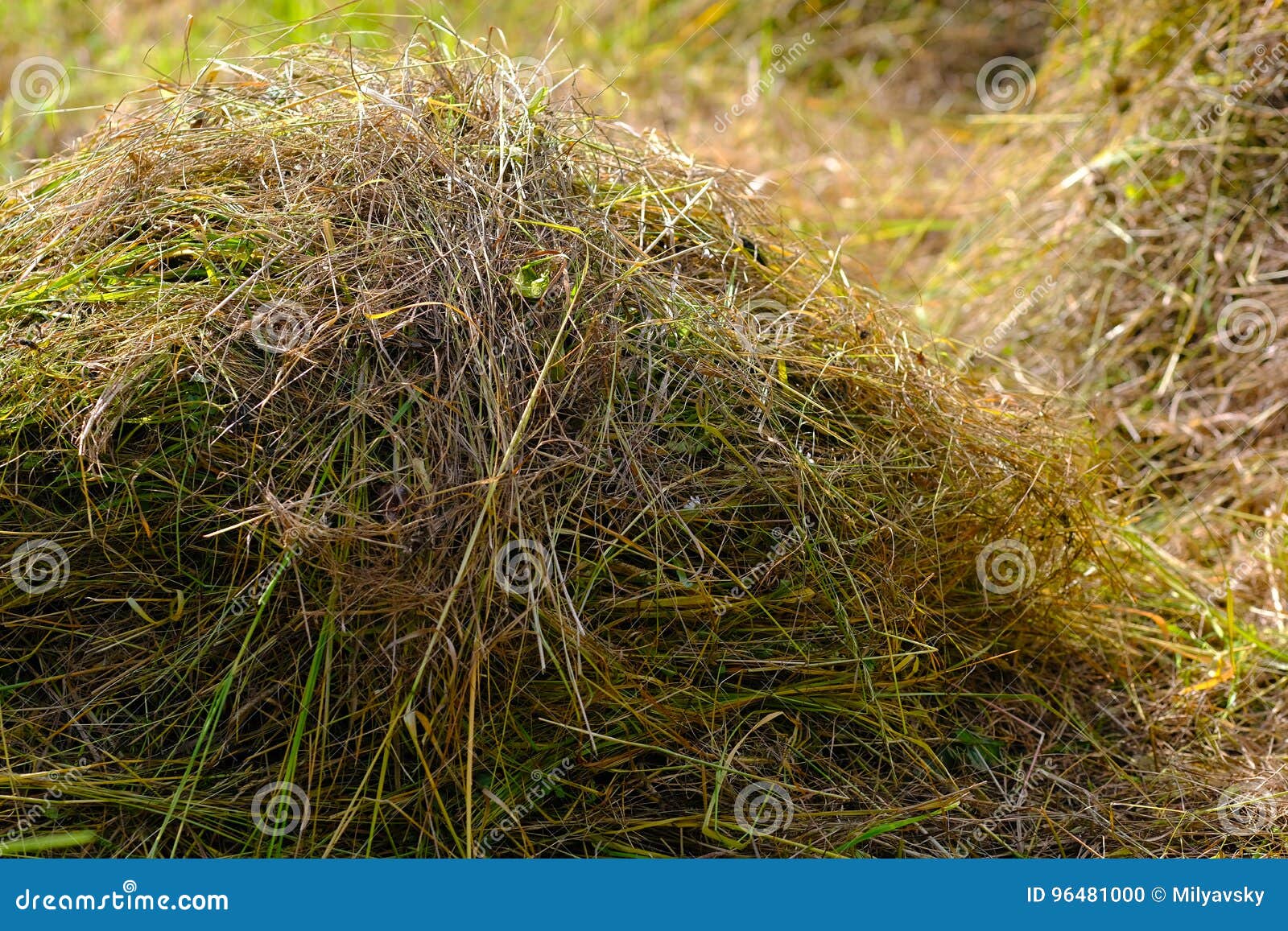A stack of fresh hay stock photo. Image of farming, feeding - 96481000