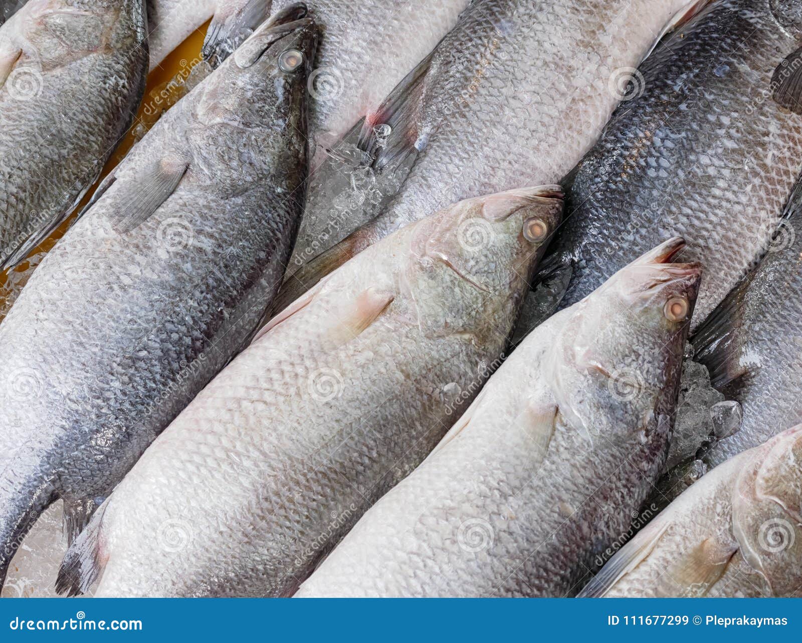 Fresh Snapper at Fish Market Stock Image - Image of asian, fresh: 111677299