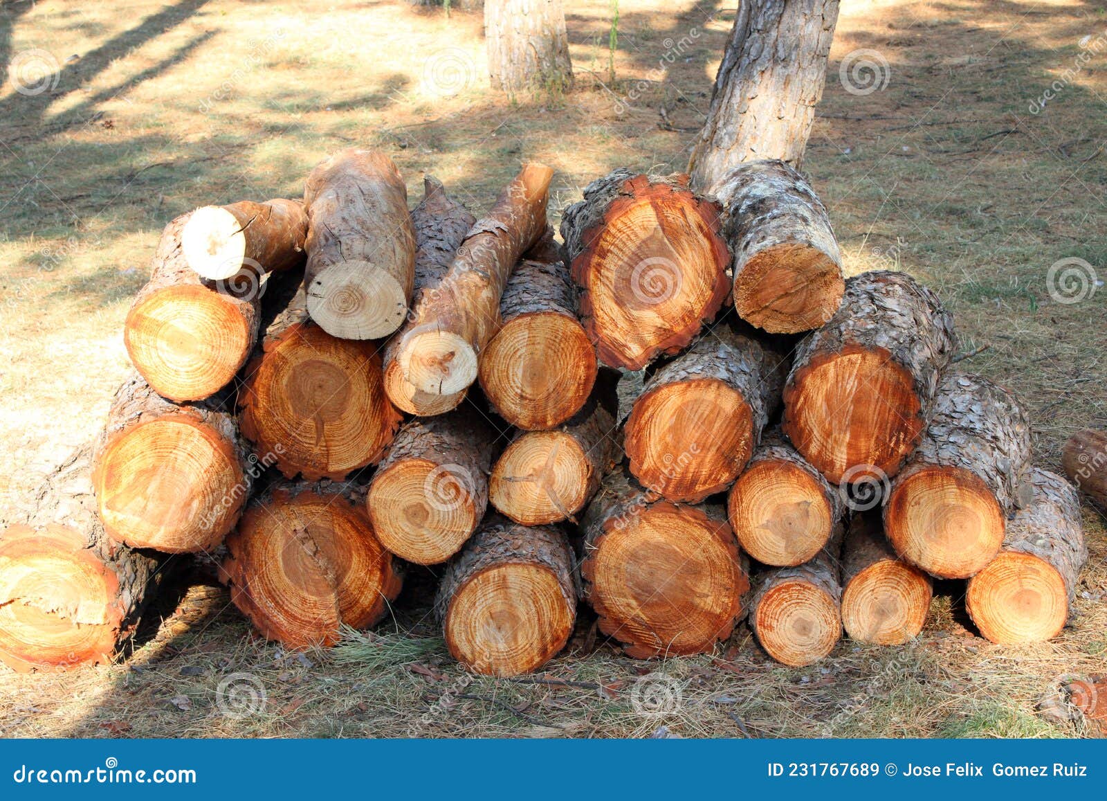 Tree Trunks Cut and Stacked Stock Image - Image of iron, pine: 231767689