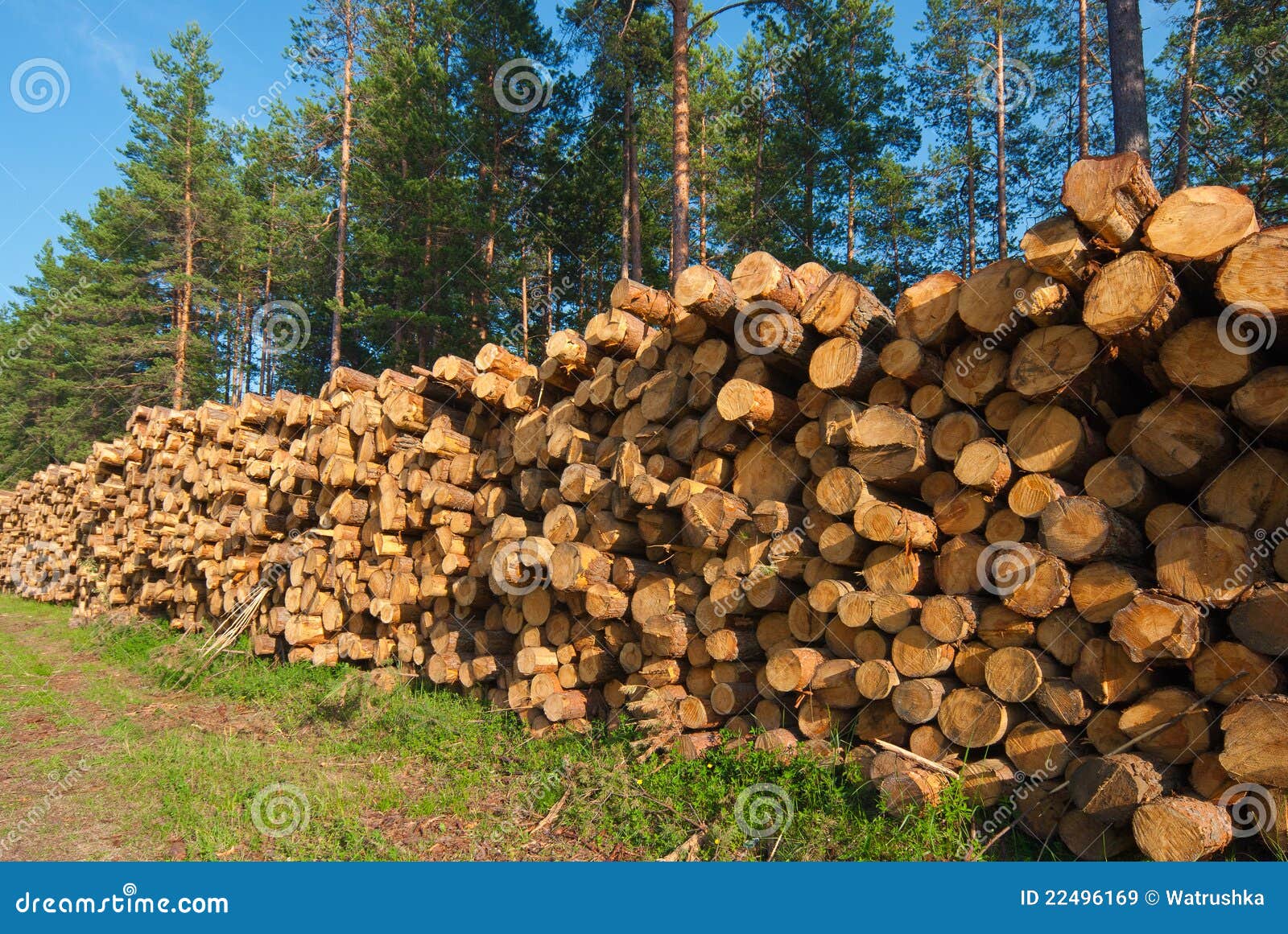 Stack of freshly cut trees stock image. Image of outside - 22496169