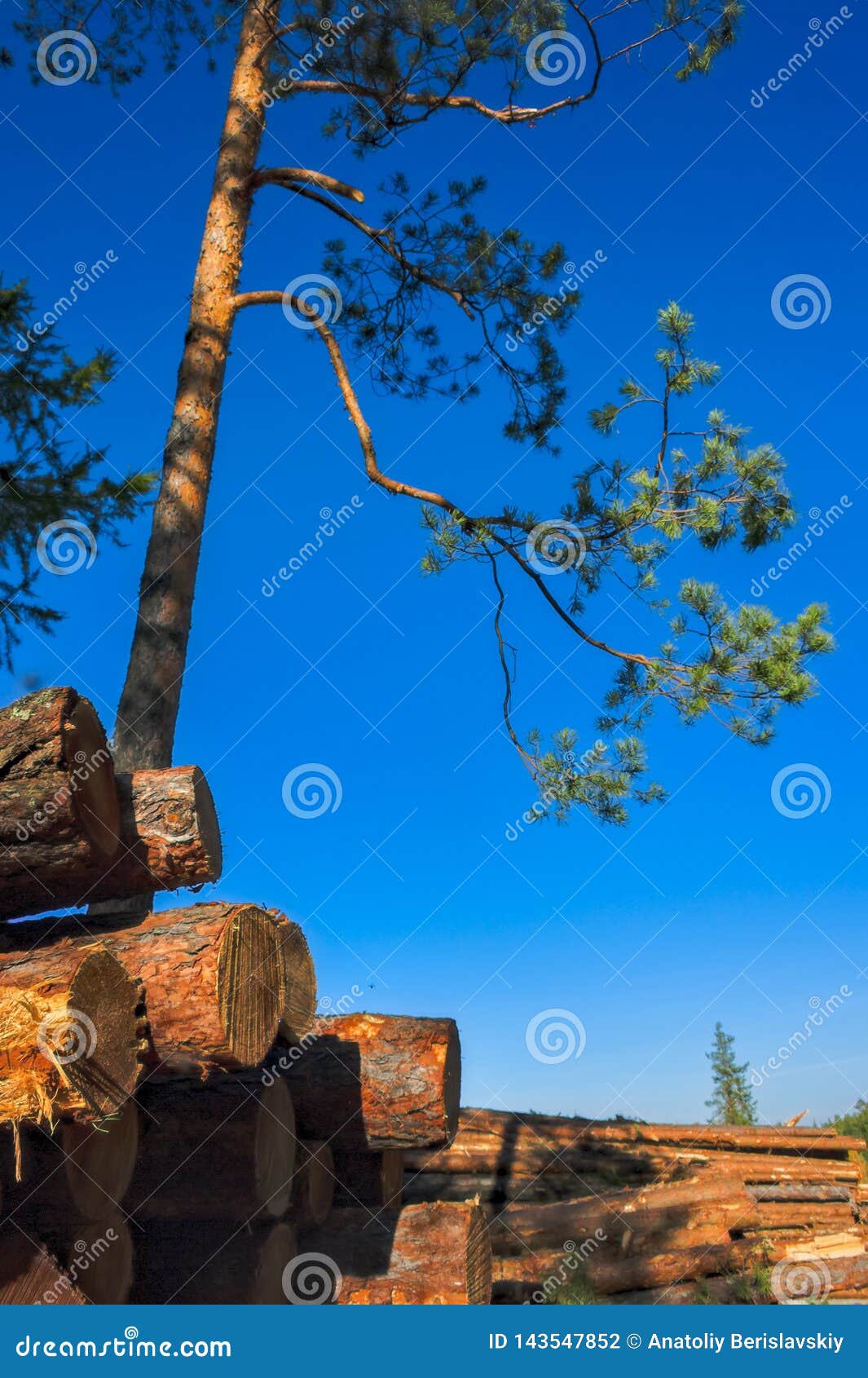 A Stack of Freshly Sawn Pine Logs at the Edge of the Forest Stock Photo ...