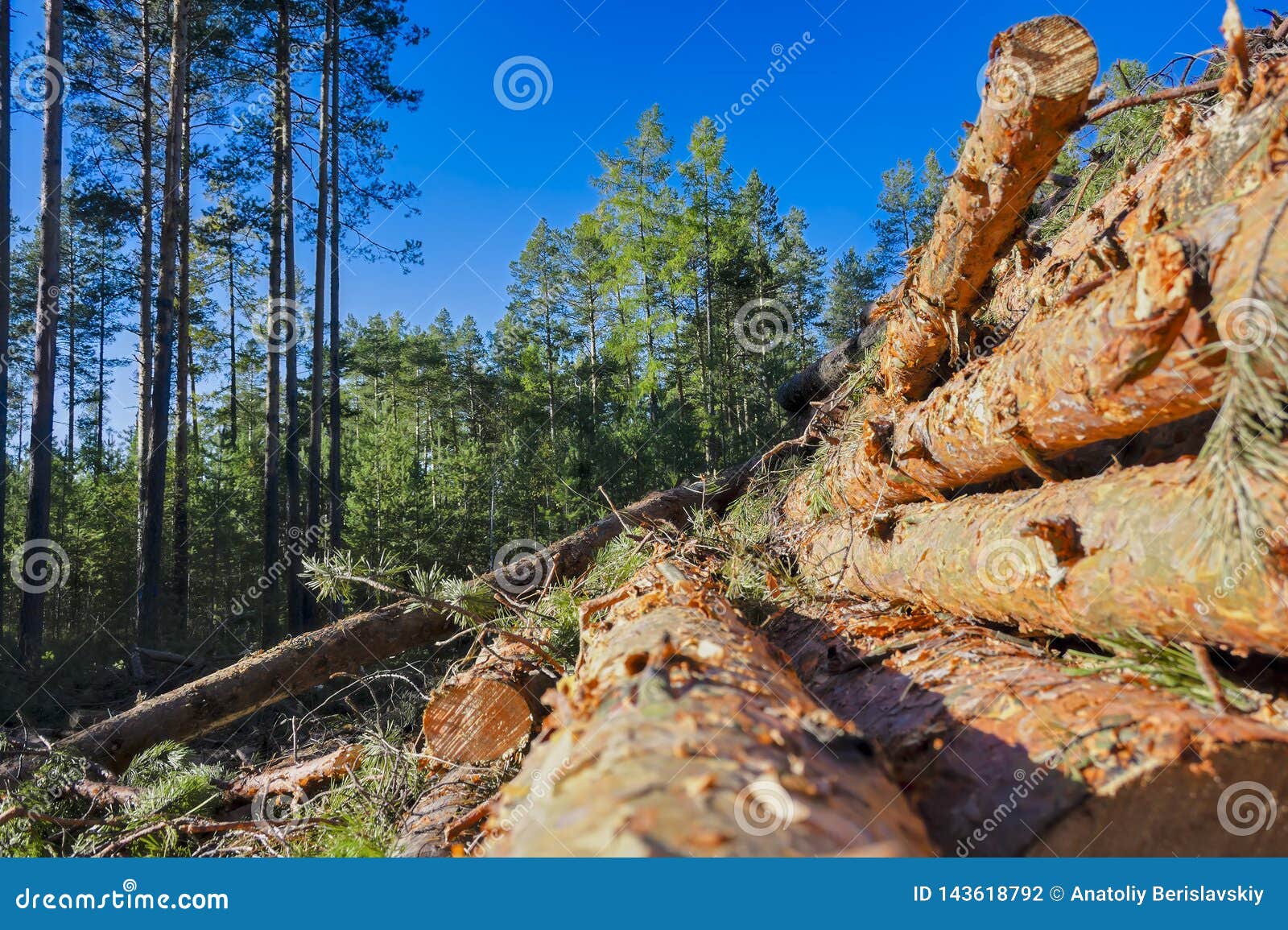 A Stack of Freshly Sawn Pine Logs at the Edge of the Forest Stock Photo ...