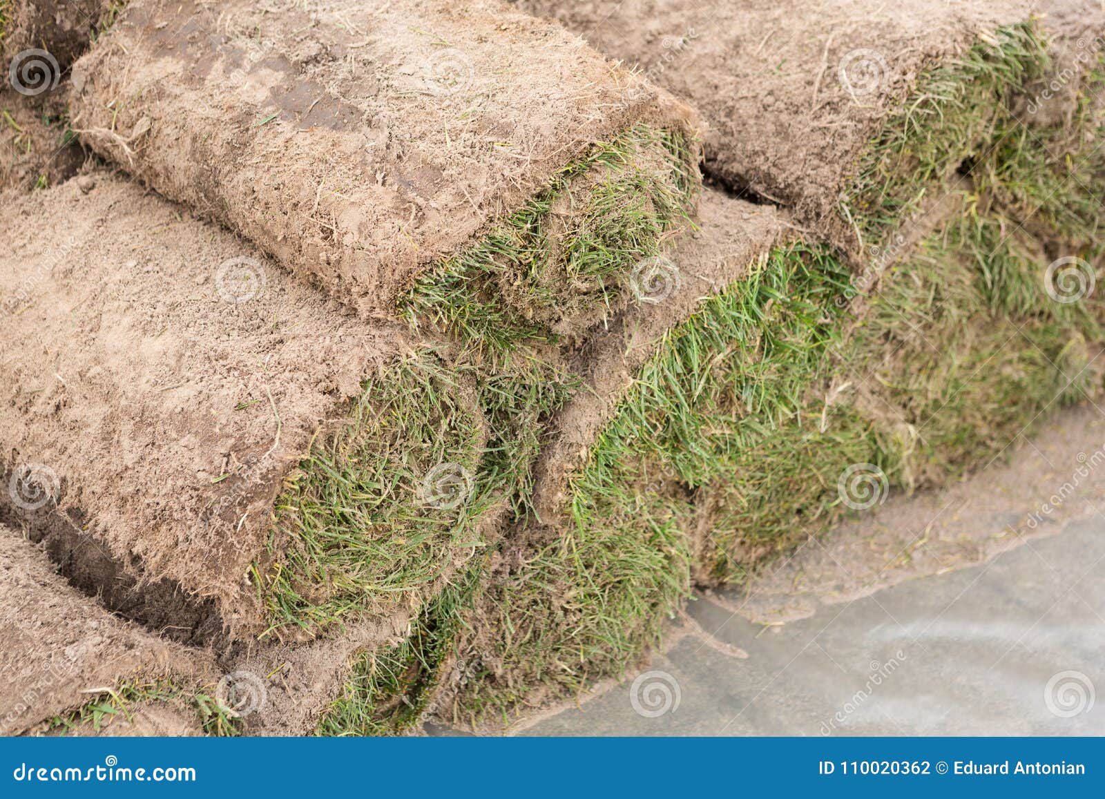 A Stack of Grassy Turf in Rolls, Grass Roll, Ready for Use in ...