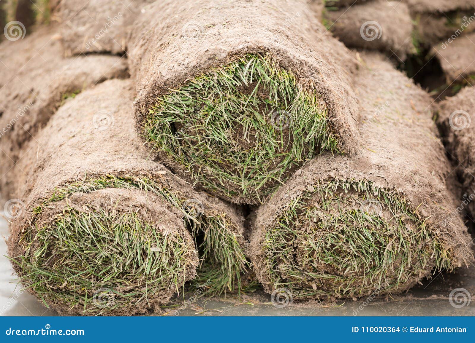 A Stack of Grassy Turf in Rolls, Grass Roll, Ready for Use in ...
