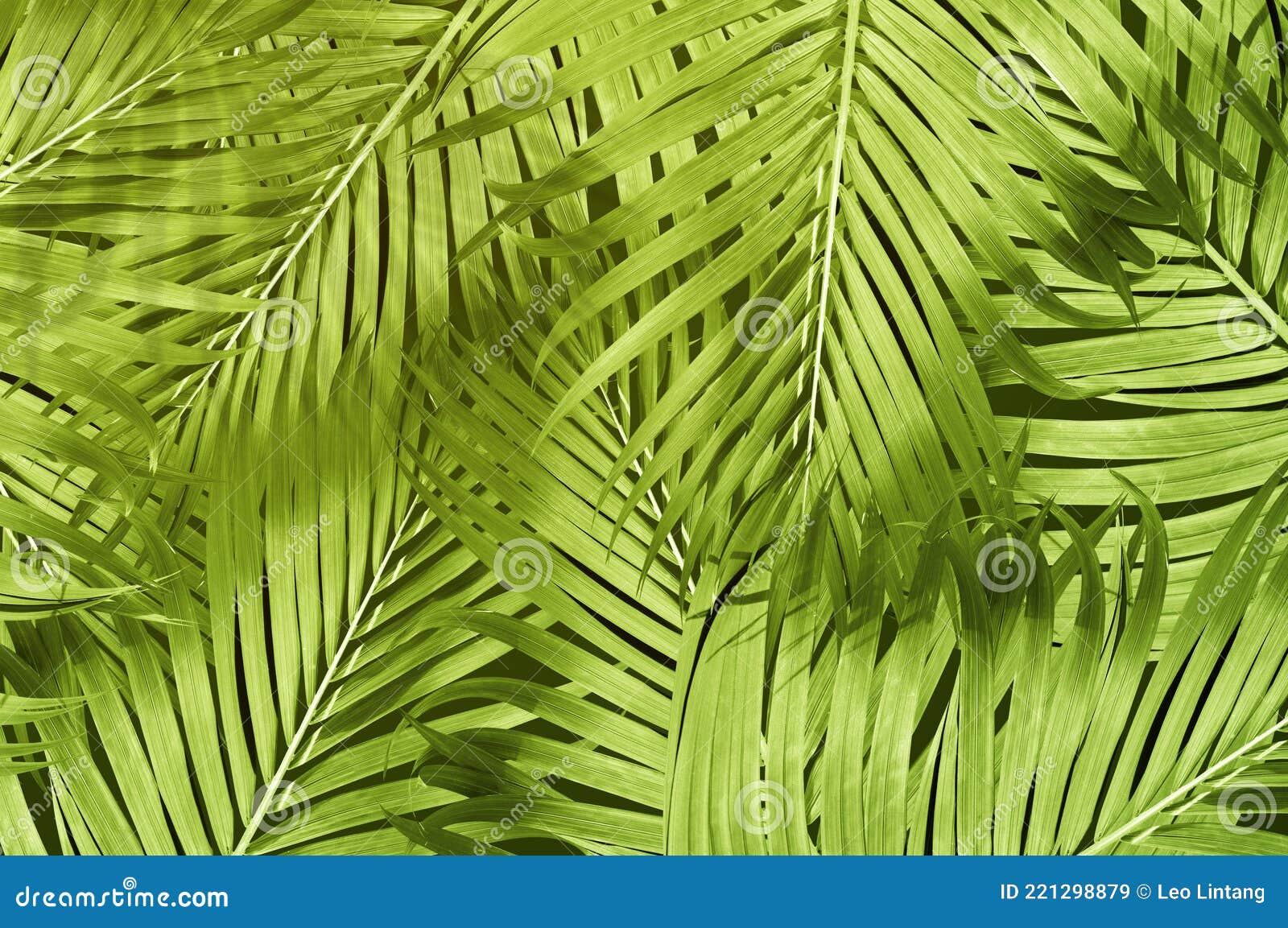 Stack of green palm leaves stock image. Image of nature - 221298879