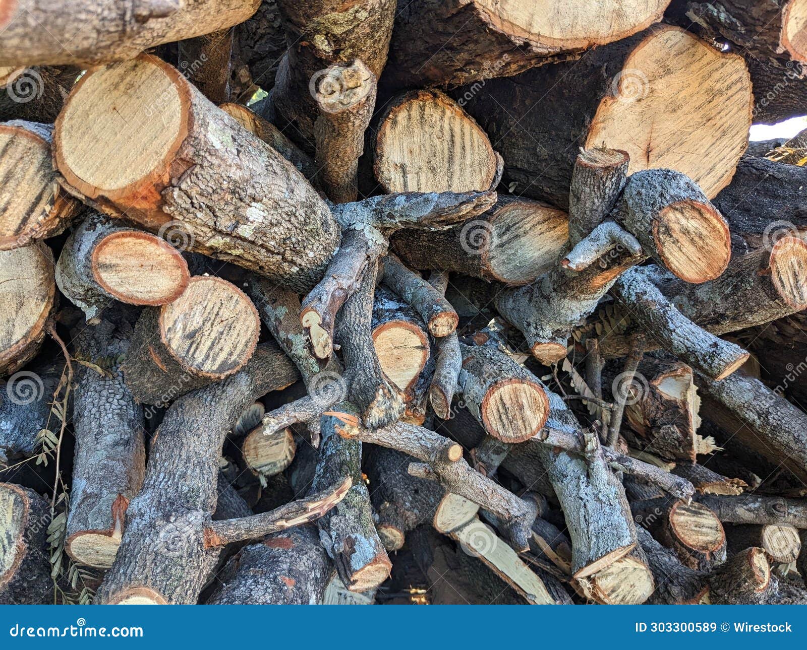 Stack of hardwood logs stock image. Image of isolated - 303300589