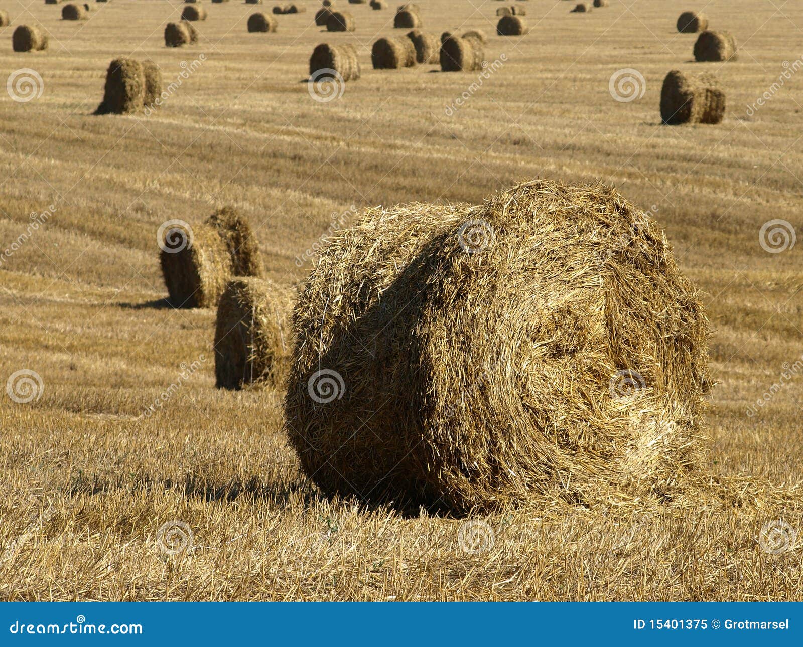 Stack of hay. stock image. Image of farming, arable, pure - 15401375