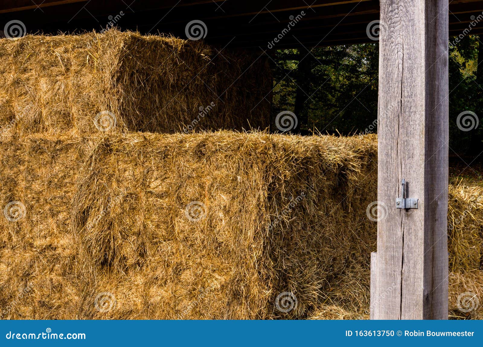 Stack of hay in a hay barn stock photo. Image of animals - 163613750
