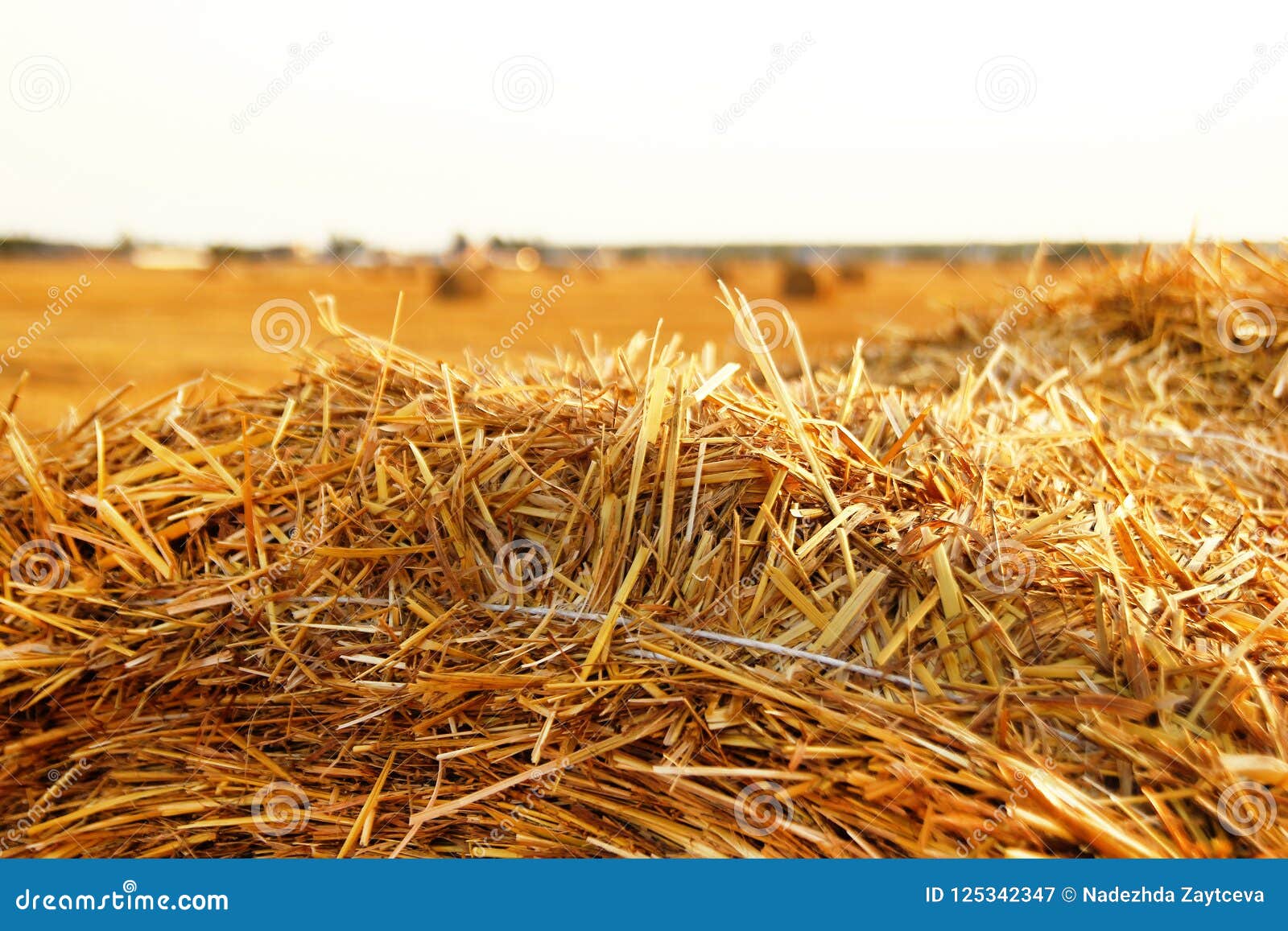Stack of Hay Closeup on a Field with Dry Yellow Grass. Stock Image ...