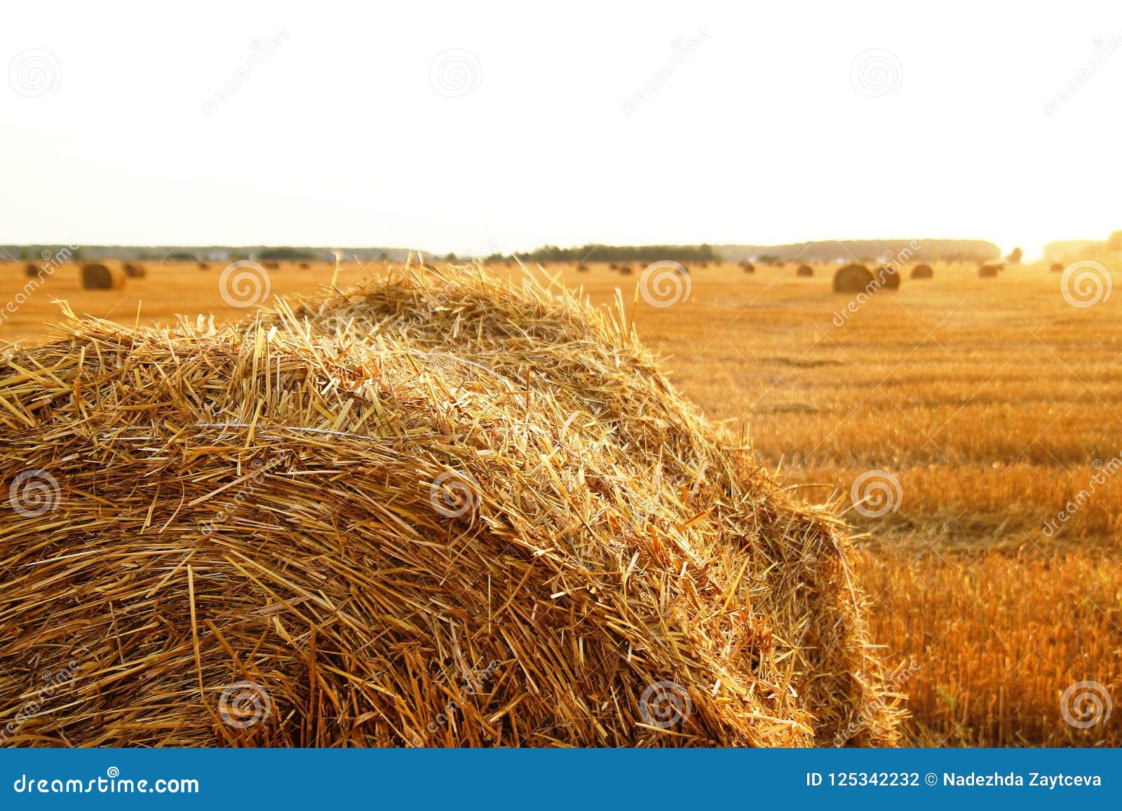 Stack of Hay Closeup on a Field with Dry Yellow Grass on a Sunset ...